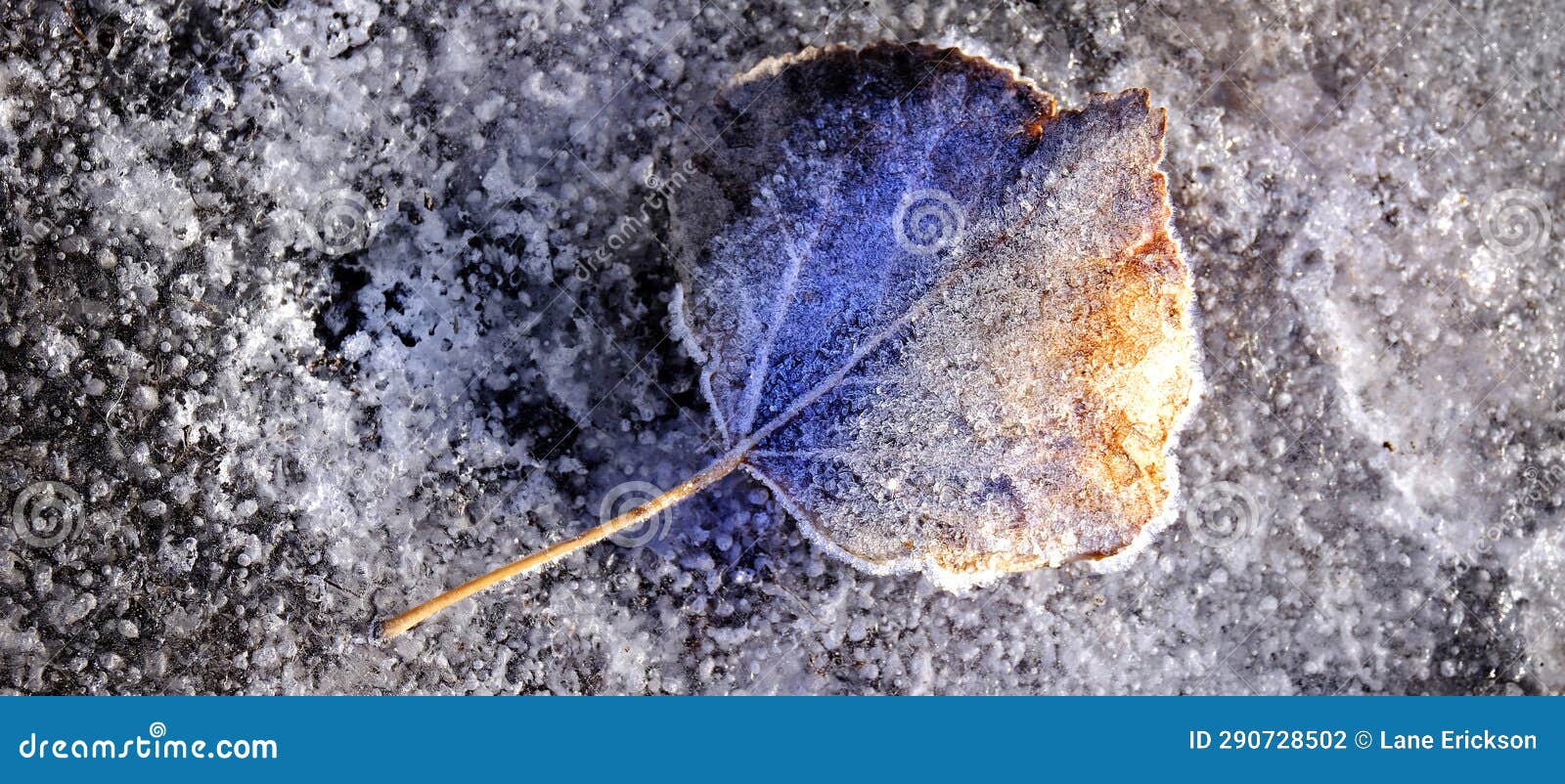Frozen Leaf Details of Frost Stock Photo - Image of frosted, outdoor: 290728502