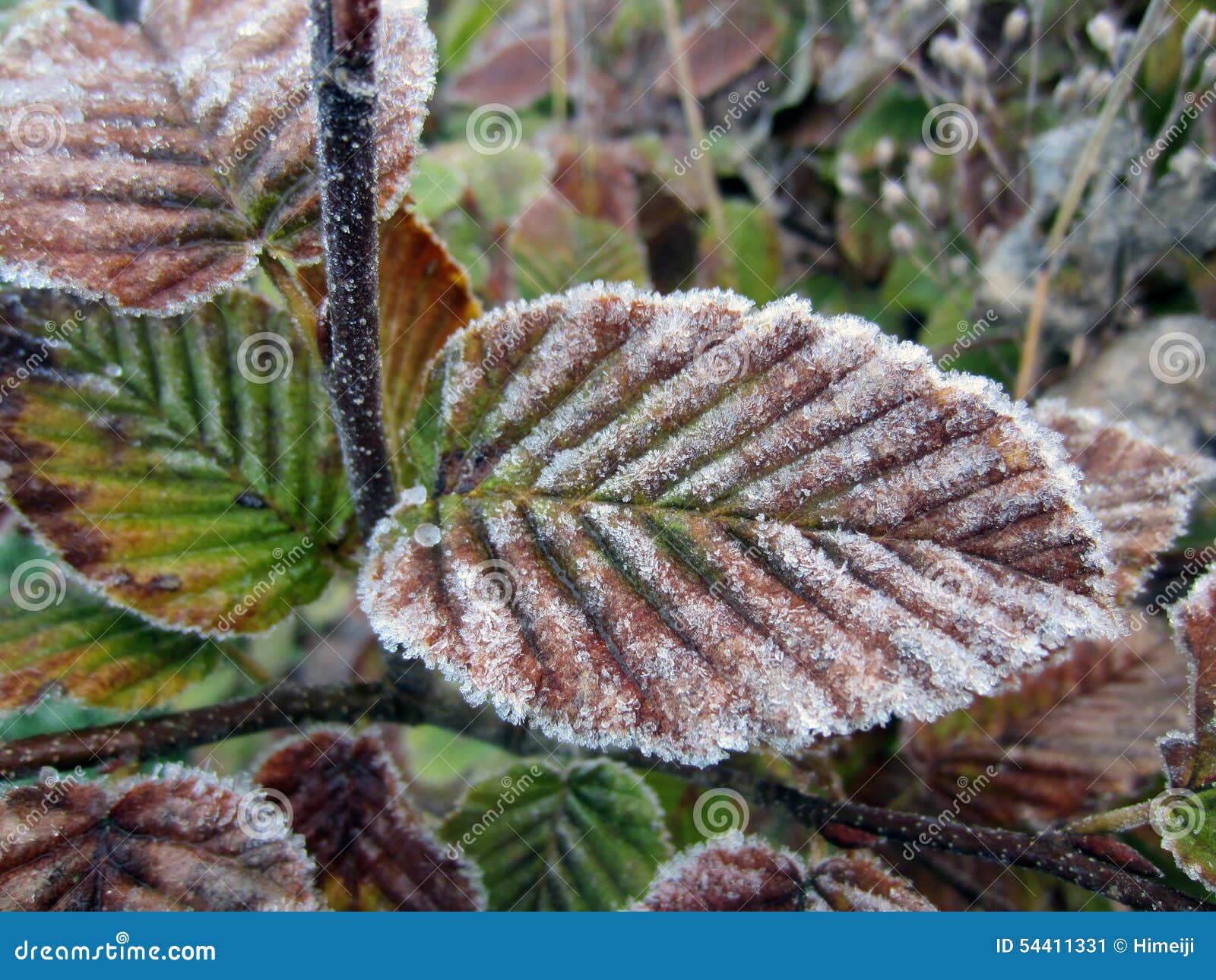 Frozen leaf stock image. Image of frost, branch, nature - 54411331