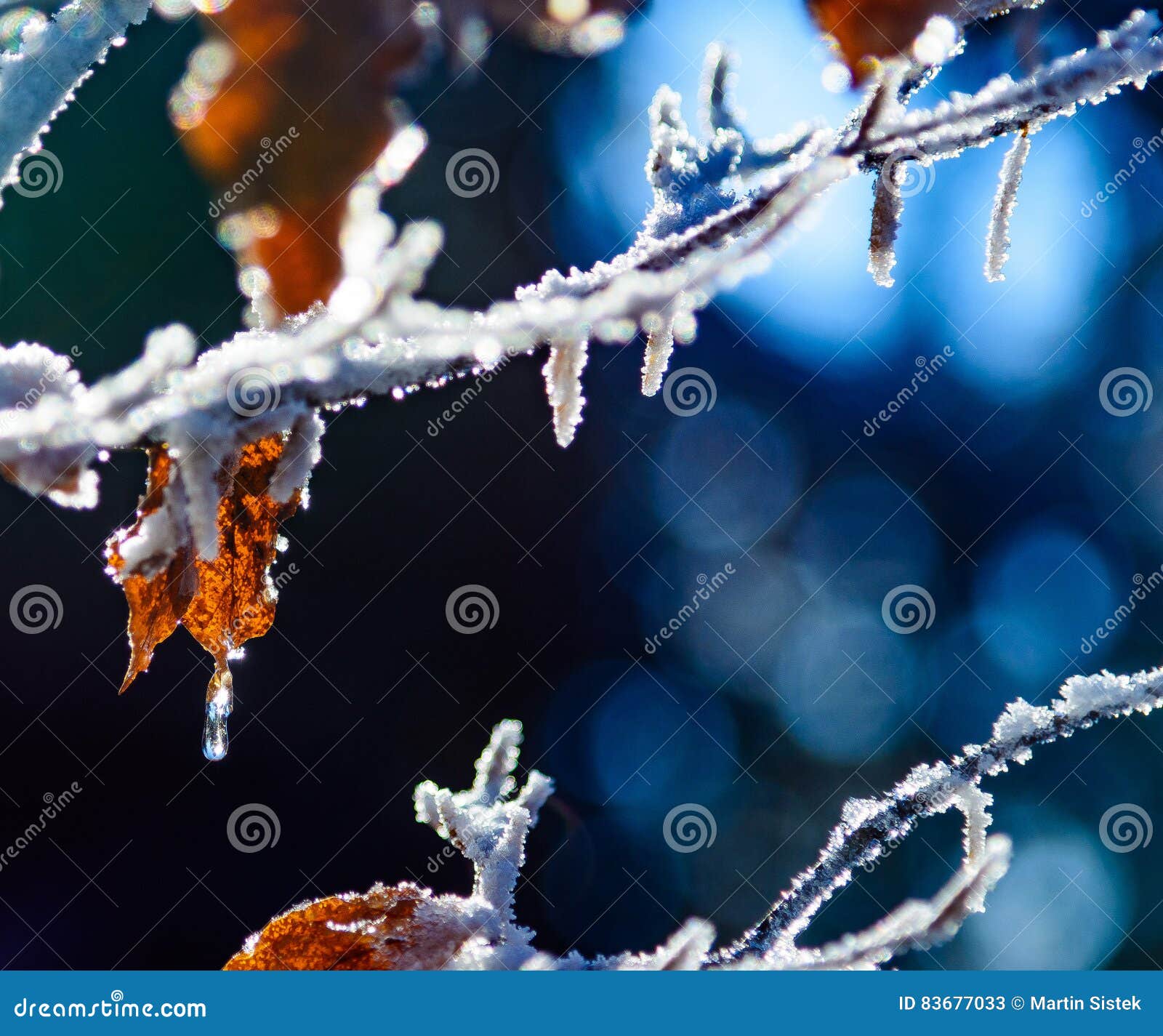 Frozen leaf I stock image. Image of bright, plant, season - 83677033