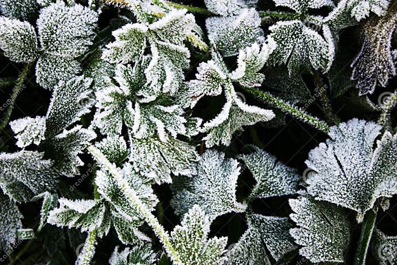 Frozen leaf pattern stock photo. Image of outline, white - 1362144