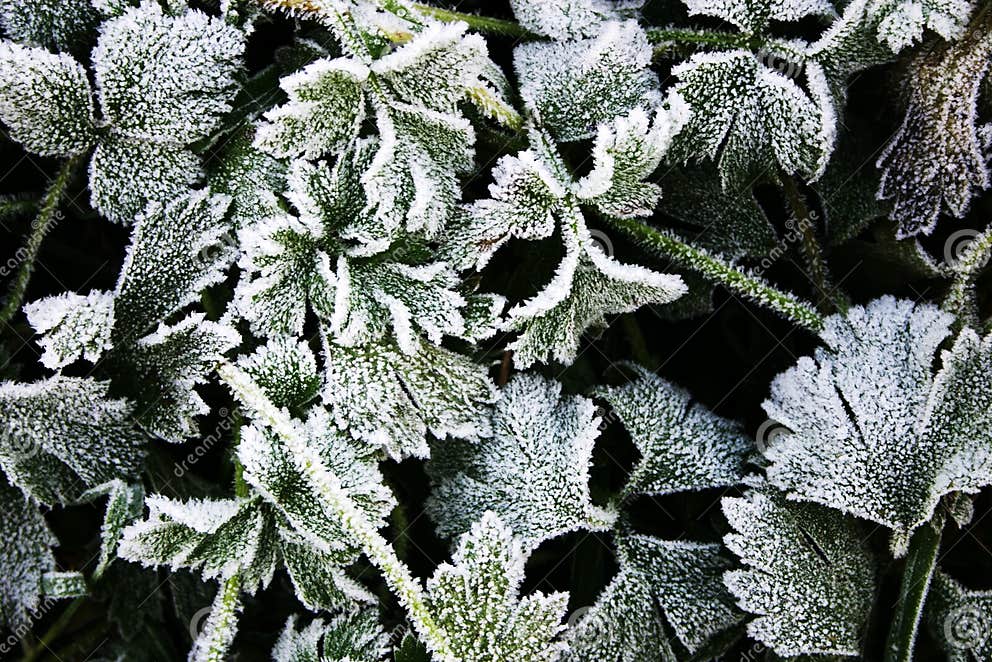Frozen leaf pattern stock photo. Image of outline, white - 1362144