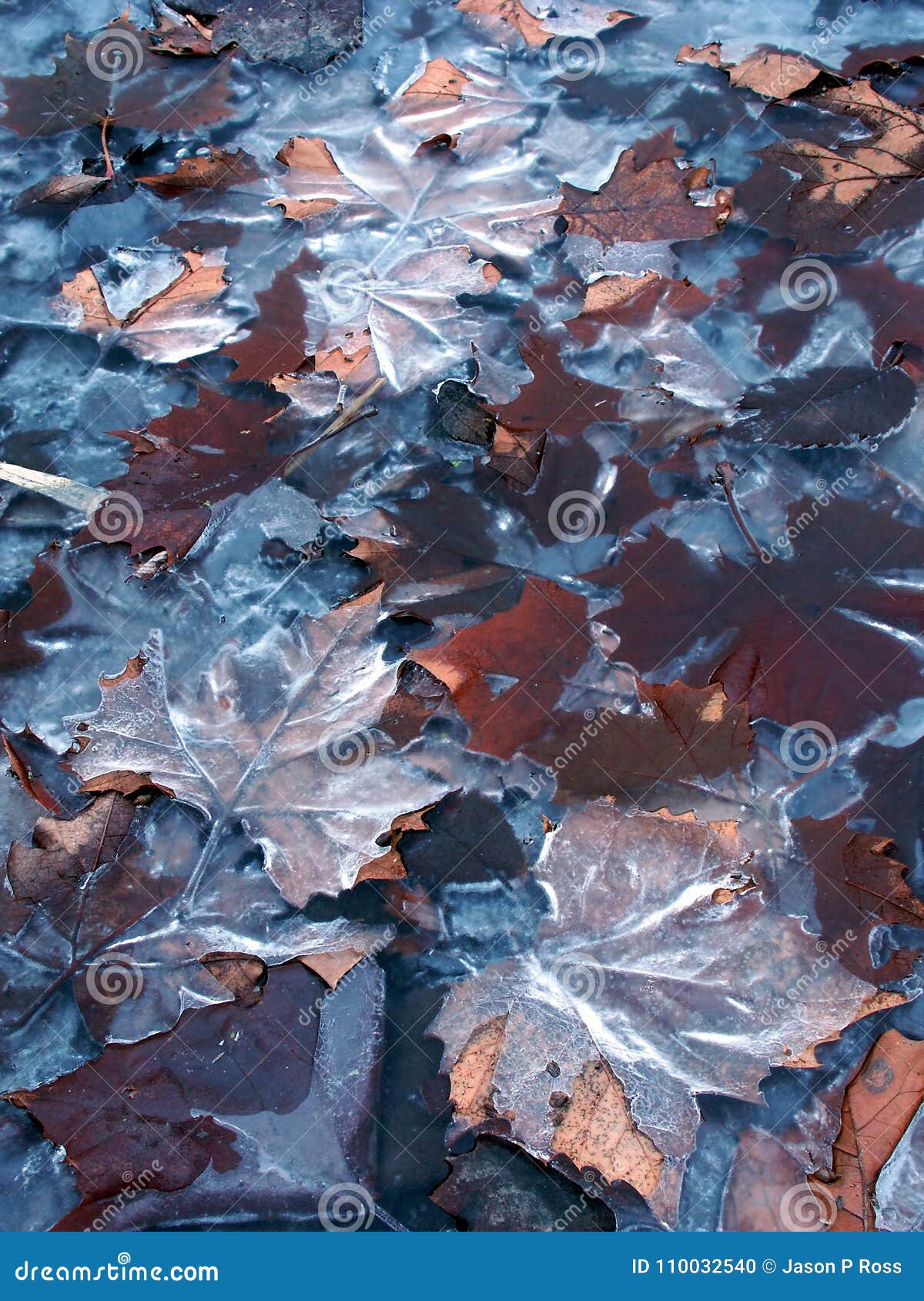 Frozen Leaf Pattern stock photo. Image of ground, pattern - 110032540