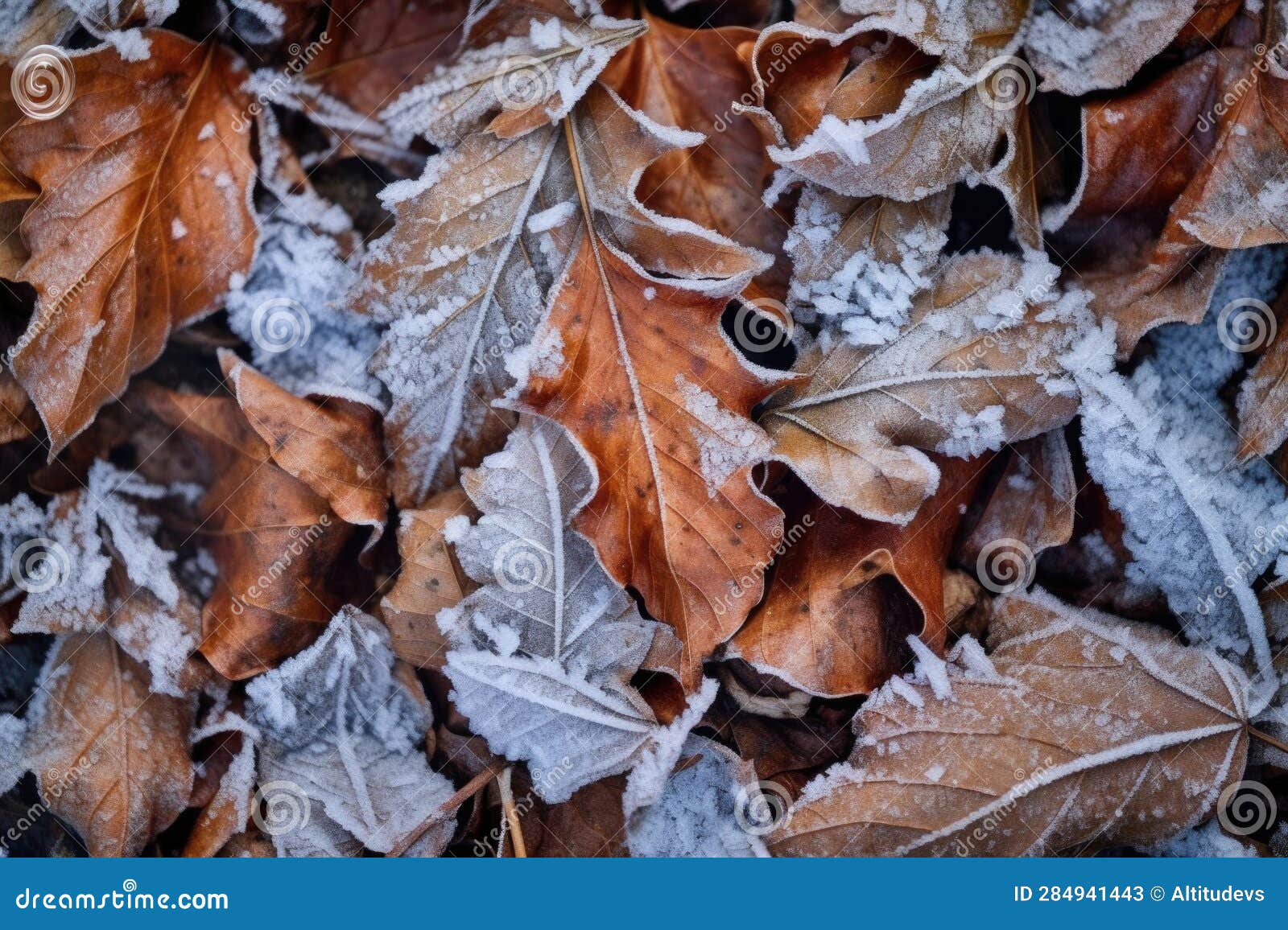 Frozen Leaf Pile Creating a Snowy Winter Texture Stock Image - Image of ...