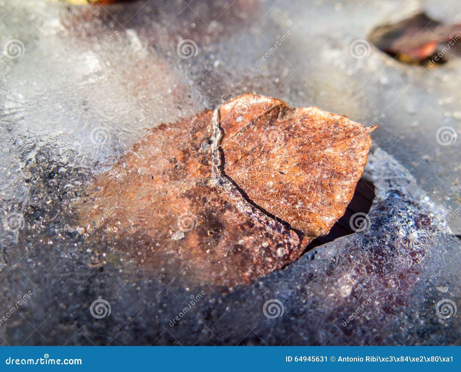 Frozen leaf stock image. Image of water, background, frost - 64945631