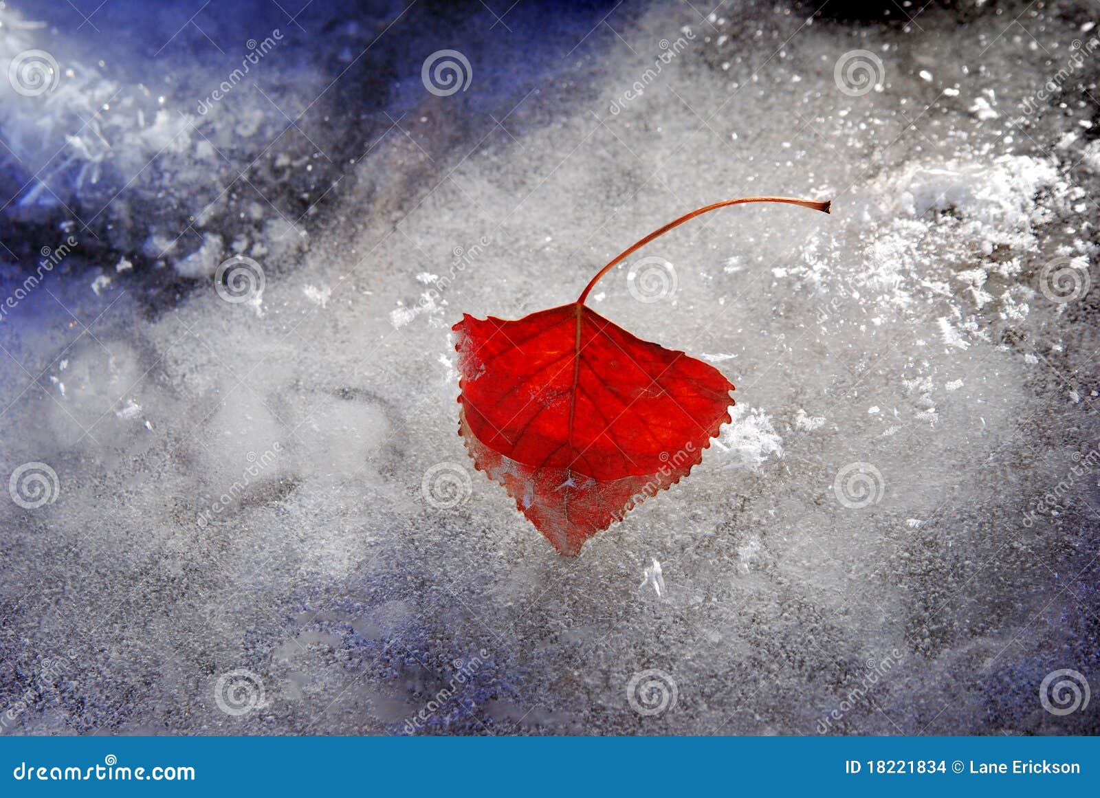 Frozen leaf in winter ice stock photo. Image of winter - 18221834