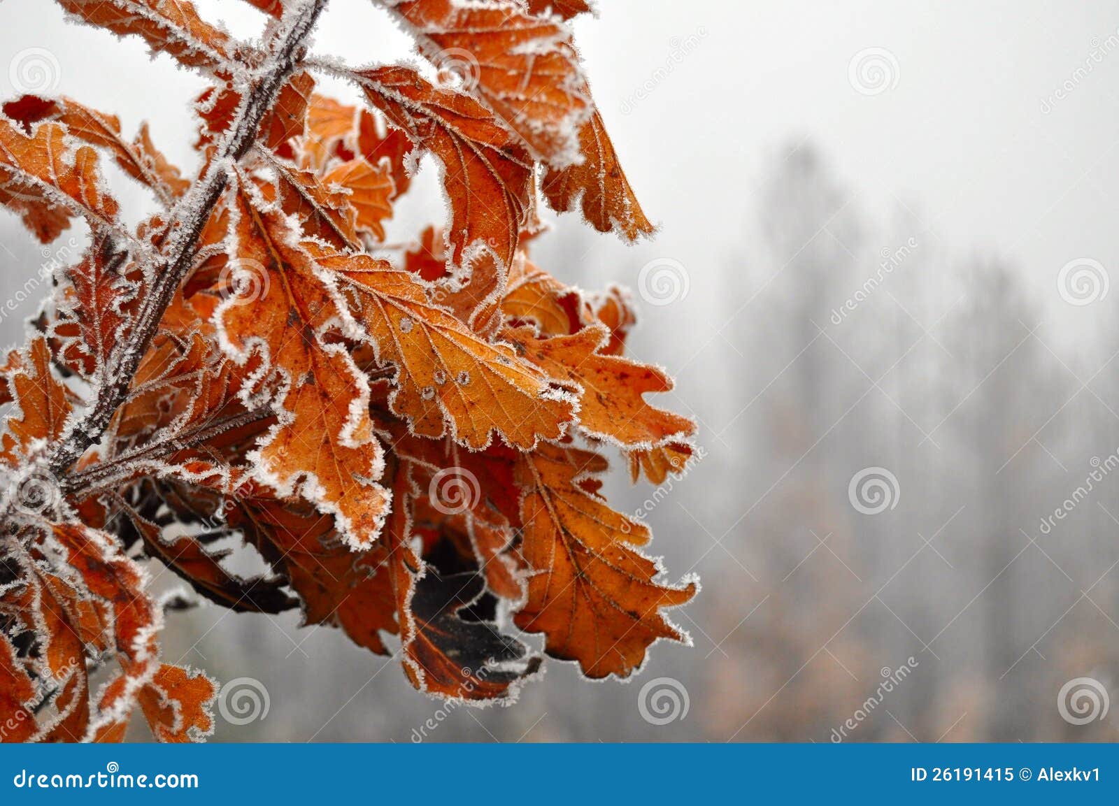 Frozen Leaves Royalty-Free Stock Photography | CartoonDealer.com #26191415