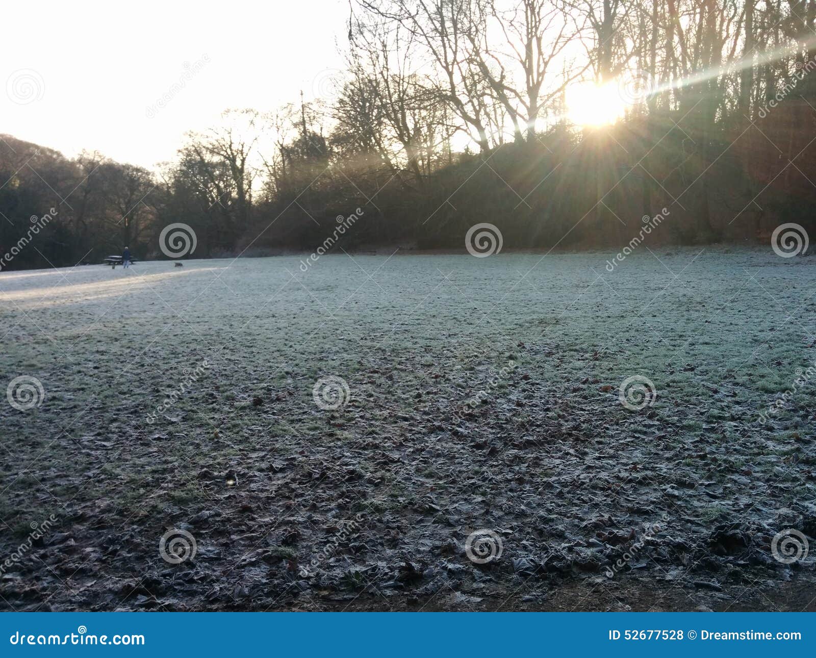 Frozen Leaves Cold Winter Frost Hard Ground Stock Photo - Image of ...