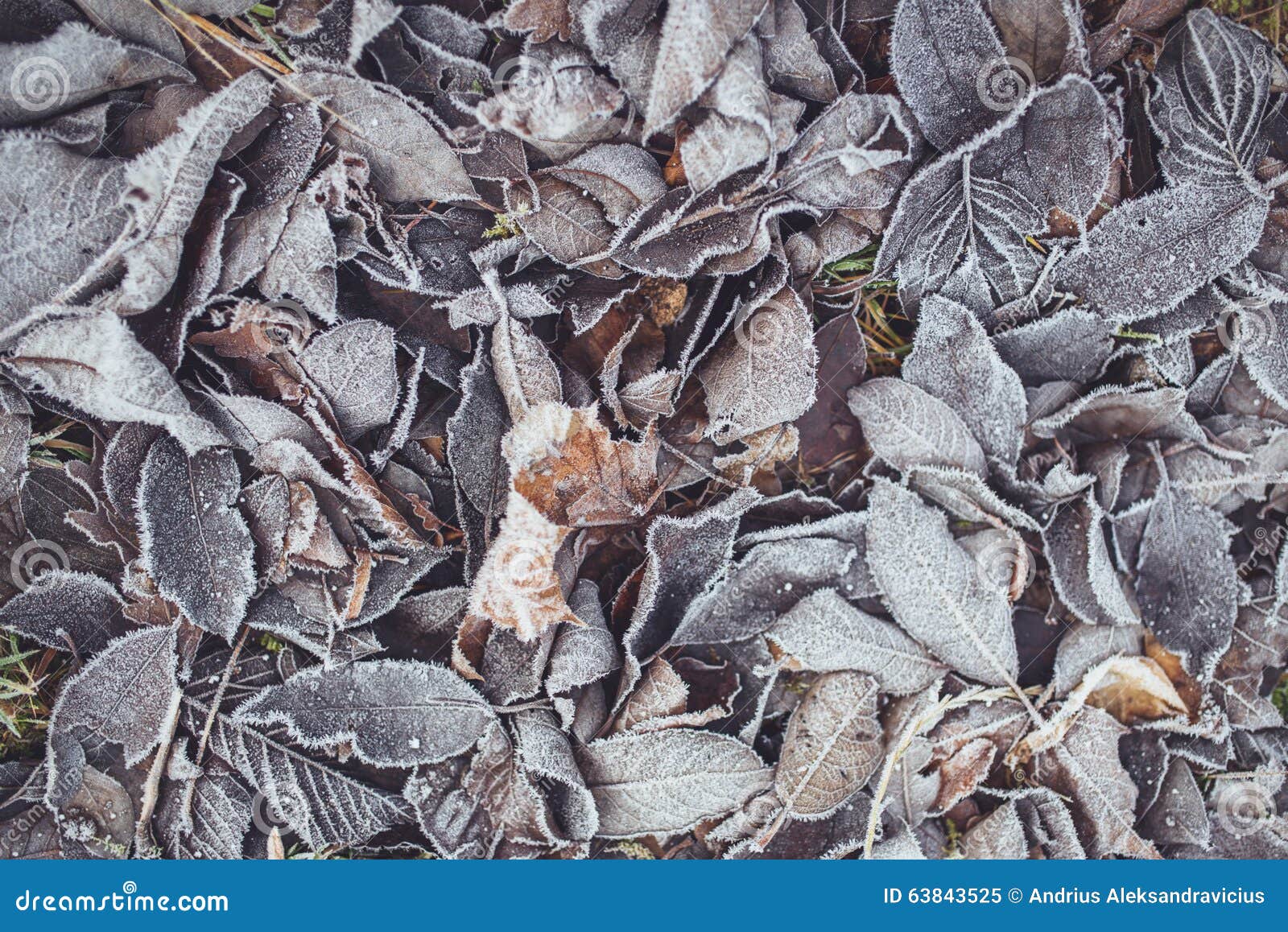Frozen leaves stock image. Image of fall, rime, landscape - 63843525