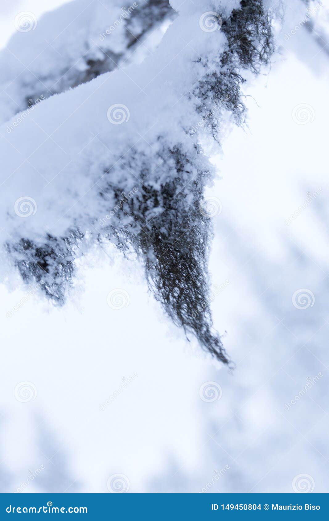Frozen Lichen Close Up in Lapland, Finland Stock Photo - Image of snow ...