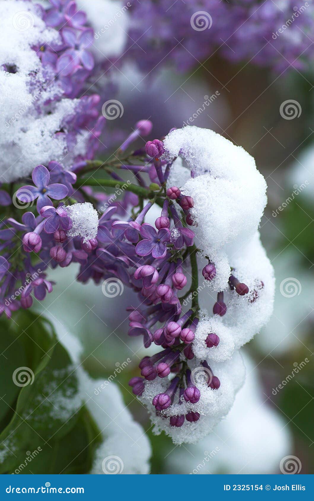 Frozen lilac stock photo. Image of covered, purple, cover - 2325154