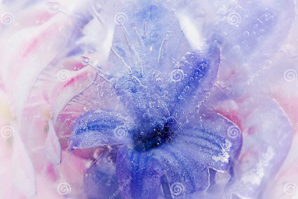 The Frozen Lilac Hyacinth in Ice Stock Image - Image of single, snow ...