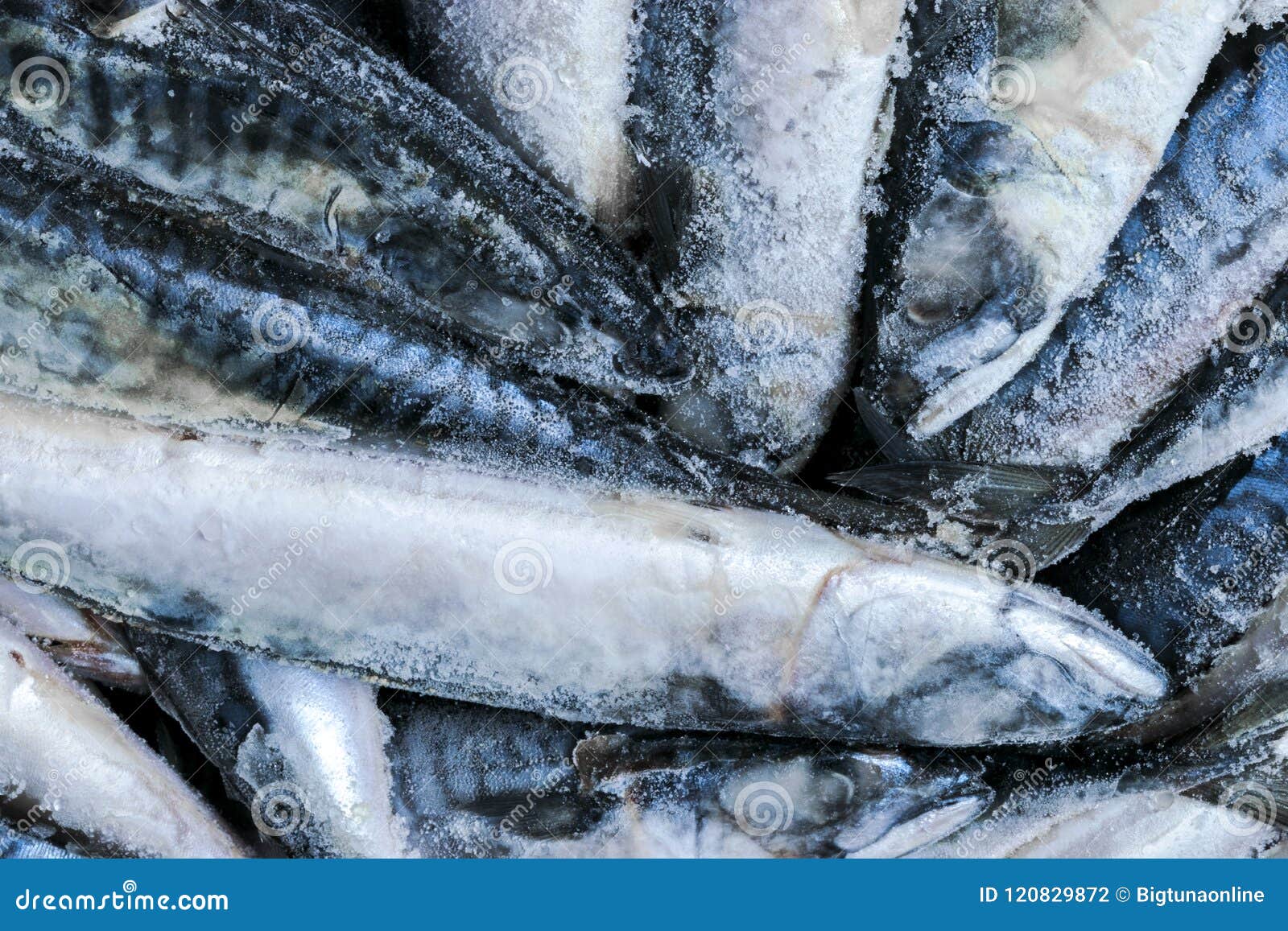 Frozen Mackerel. Frozen Group of Fish. Iced Atlantic Fish. Mackerel ...