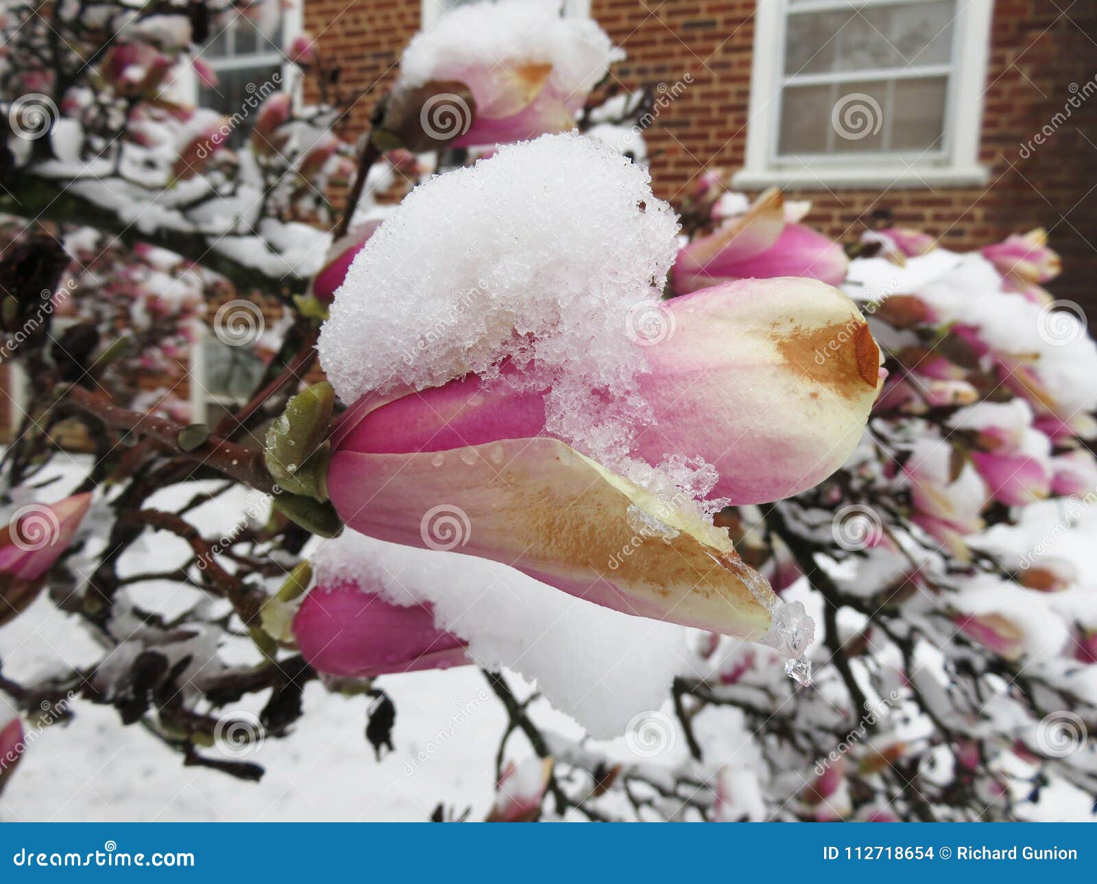 Frozen Magnolia Blossom in Spring Stock Photo - Image of purple ...