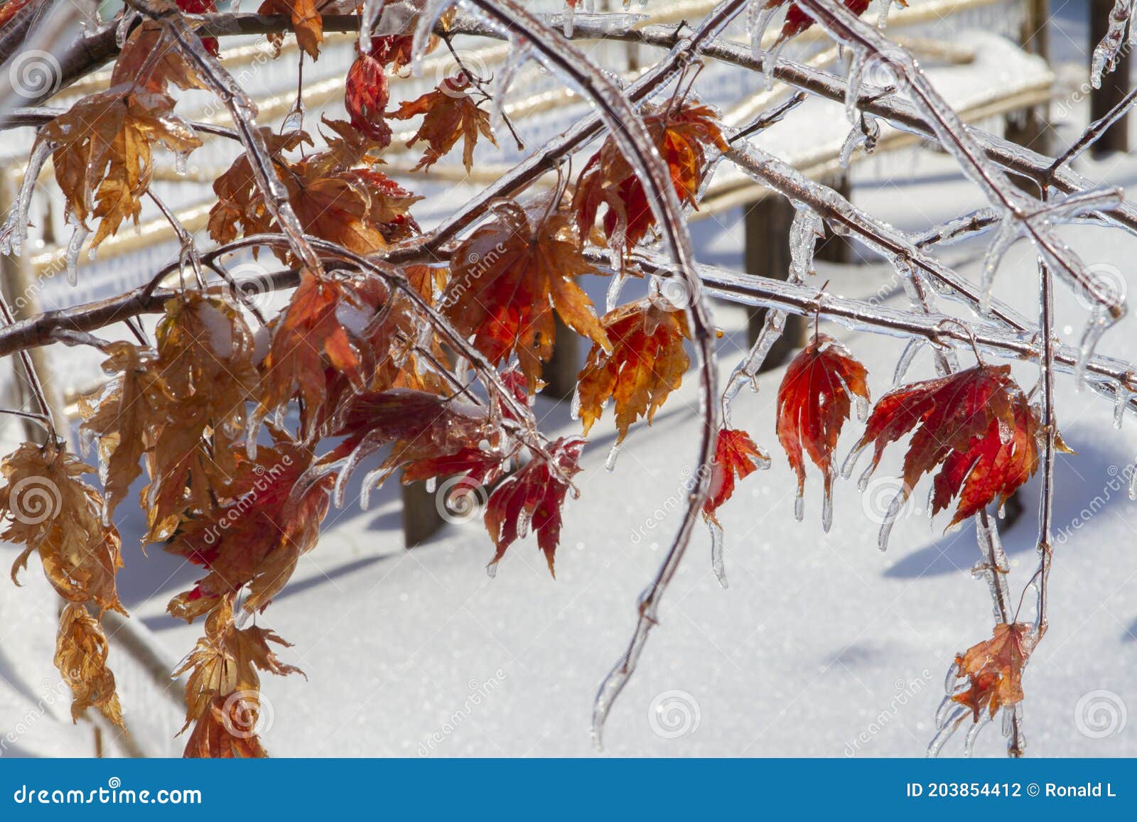Frozen Maple Leaf Covered by Ice after an Ice Storm Stock Photo - Image ...