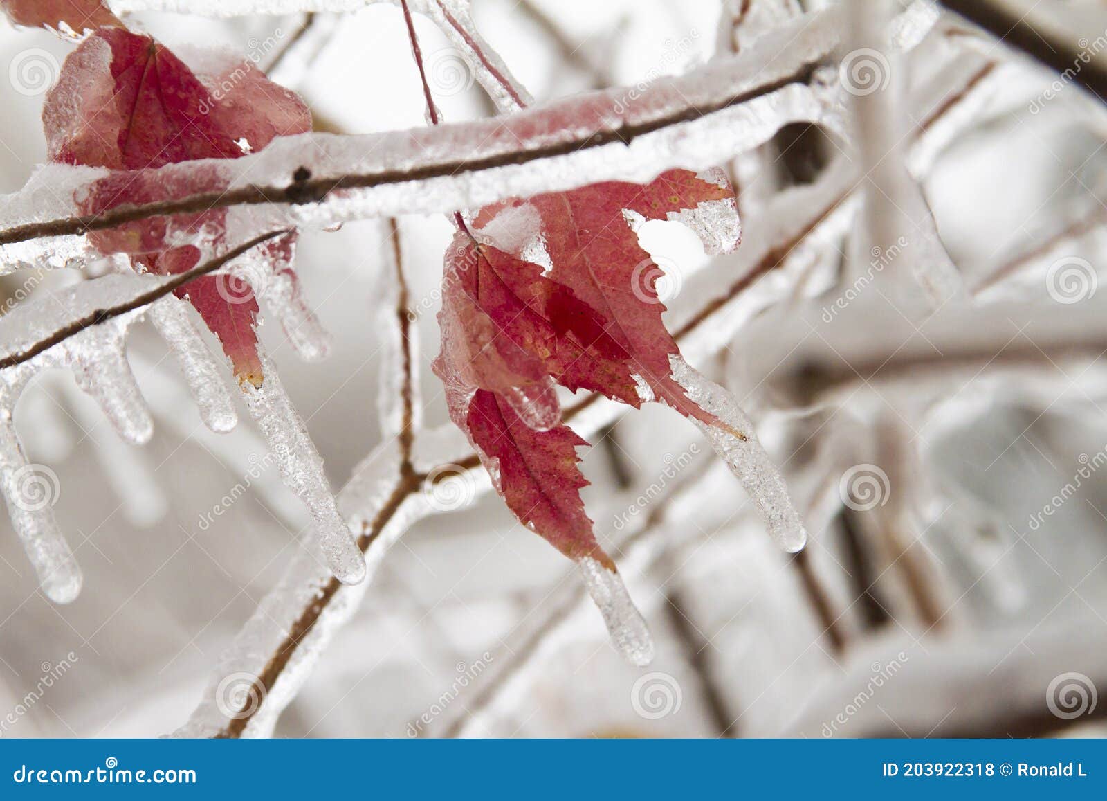 Frozen Maple Leaf Covered by Ice after an Ice Storm Stock Photo - Image ...