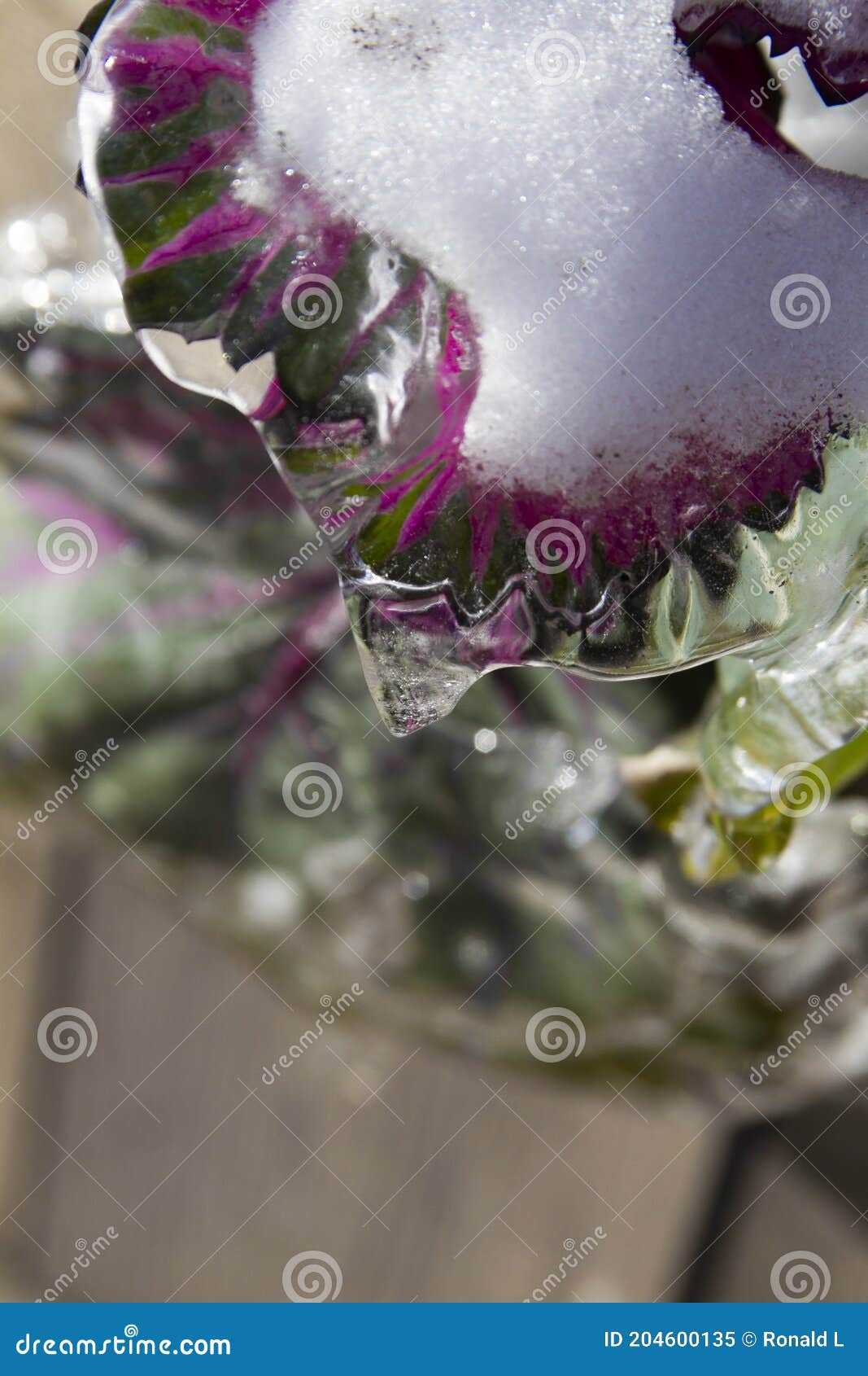Frozen Maple Leaf Covered by Ice after an Ice Storm Stock Image - Image ...