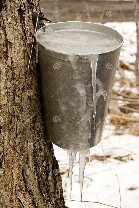 Frozen Maple Syrup stock image. Image of bucket, montreal - 2241609