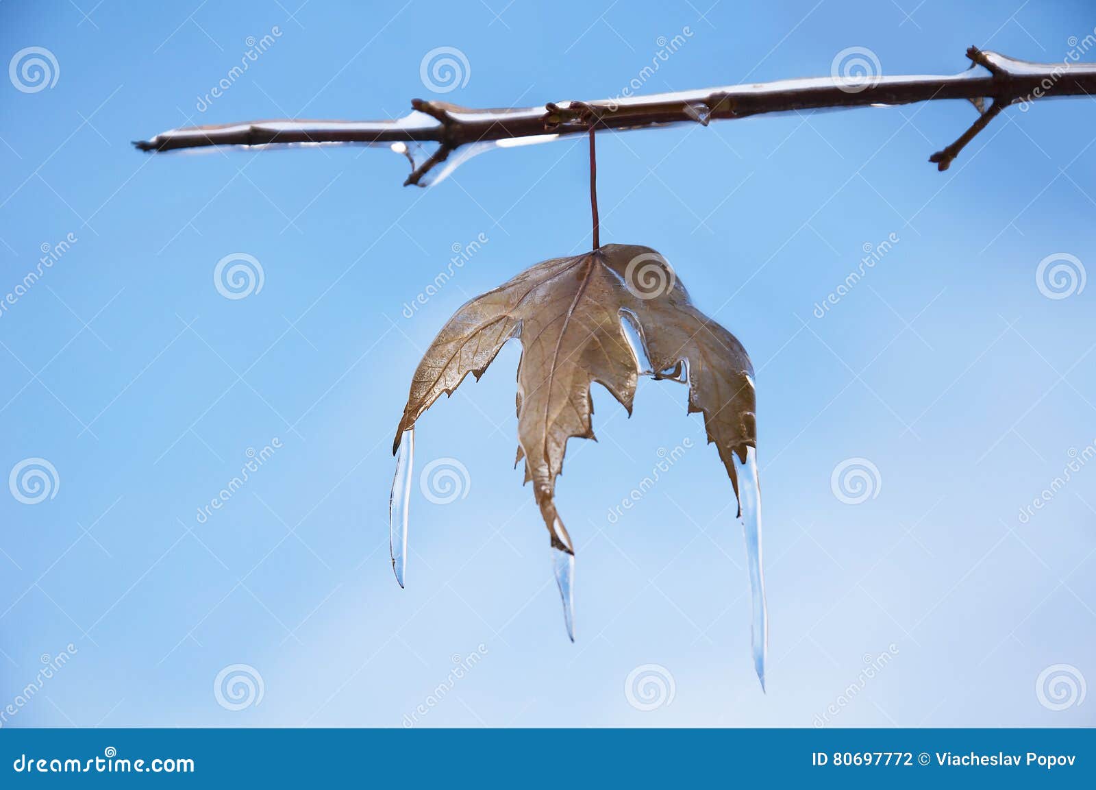 Frozen maple tree branch stock illustration. Illustration of drip ...