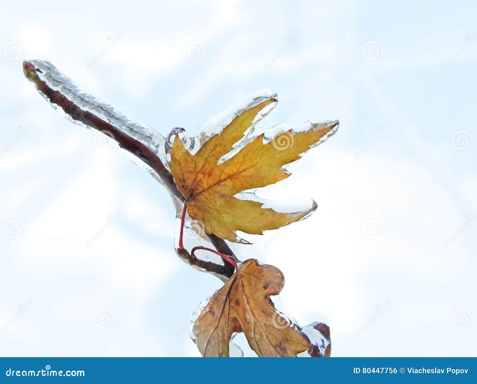 Frozen Maple Tree Branch in Winter Stock Photo - Image of cone, nails ...