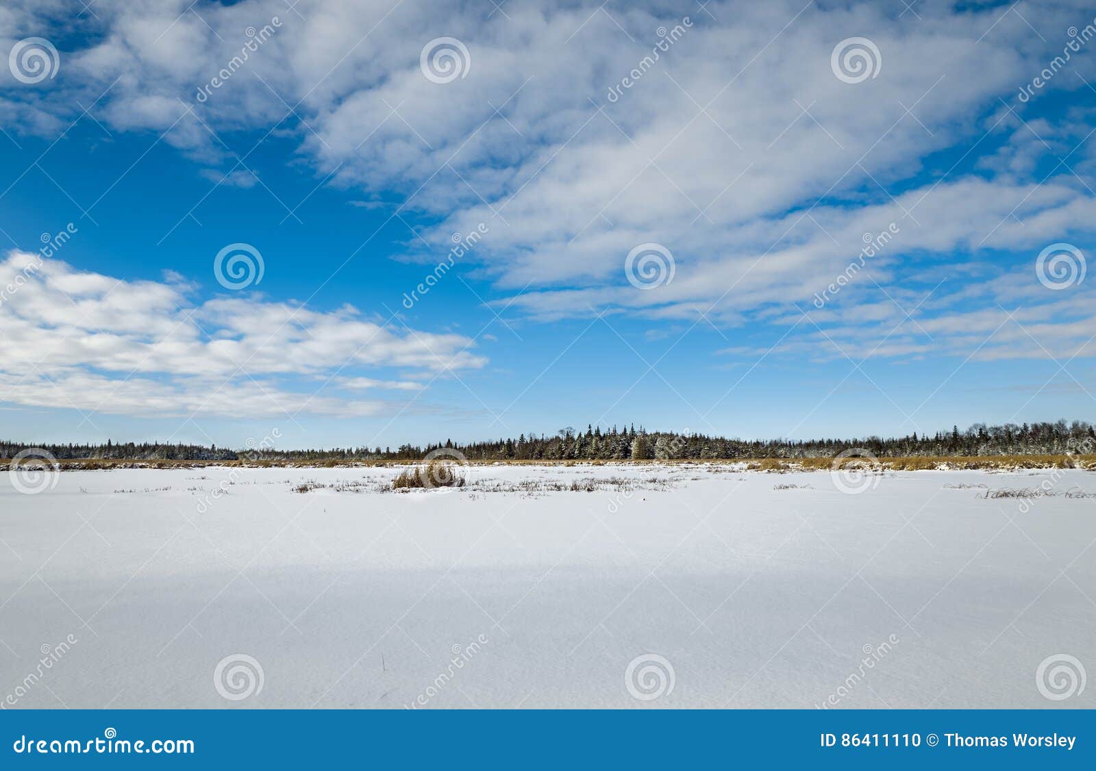 Frozen Marsh Land in Winter Stock Photo - Image of lake, ecosystem ...