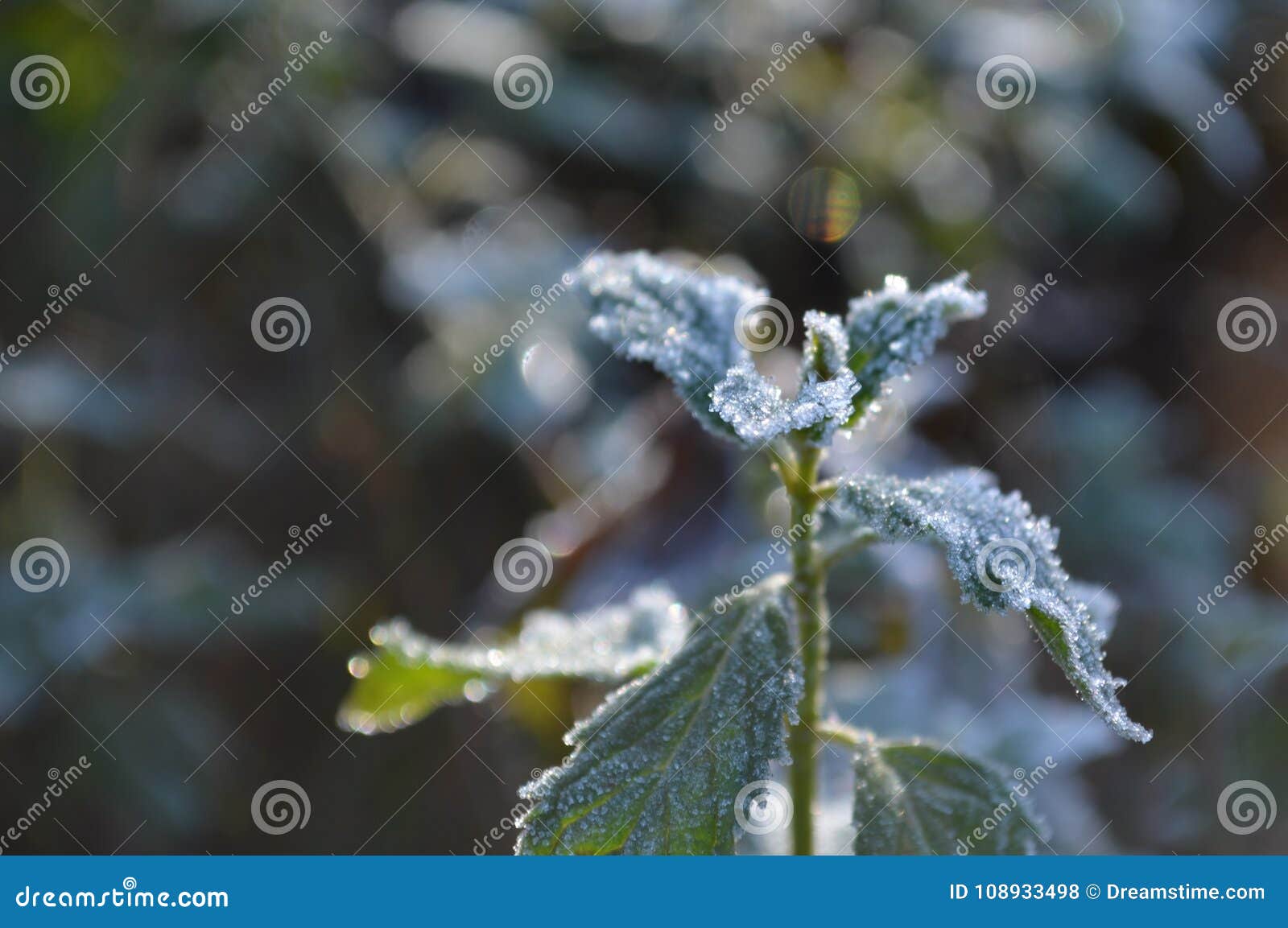 Frozen mint stock photo. Image of garden, winter, fresh - 108933498