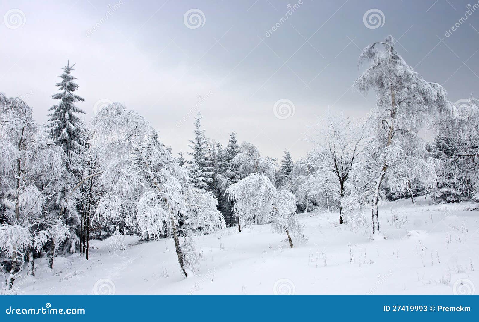 Frozen Misty Forest in Winter Landscape Stock Image - Image of trekking ...