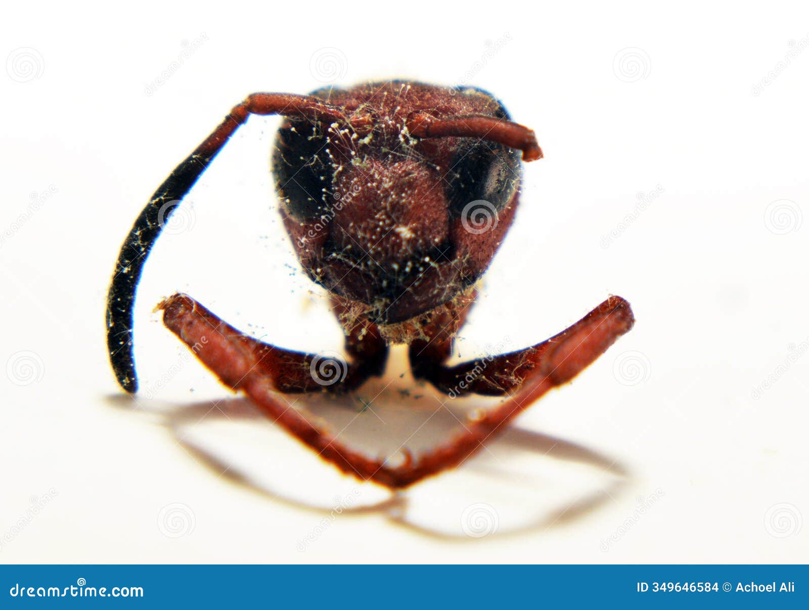 Frozen and Moldy Paper Wasp Carcass Stock Photo - Image of natural ...