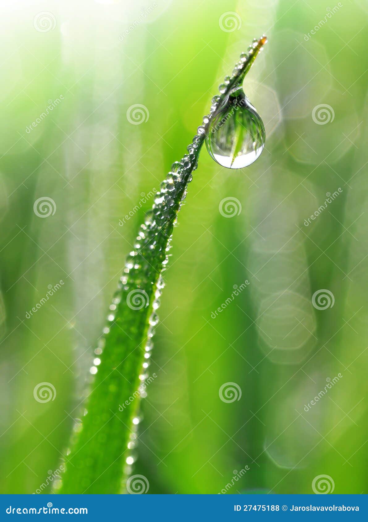 Frozen morning dew stock photo. Image of garden, frozen - 27475188