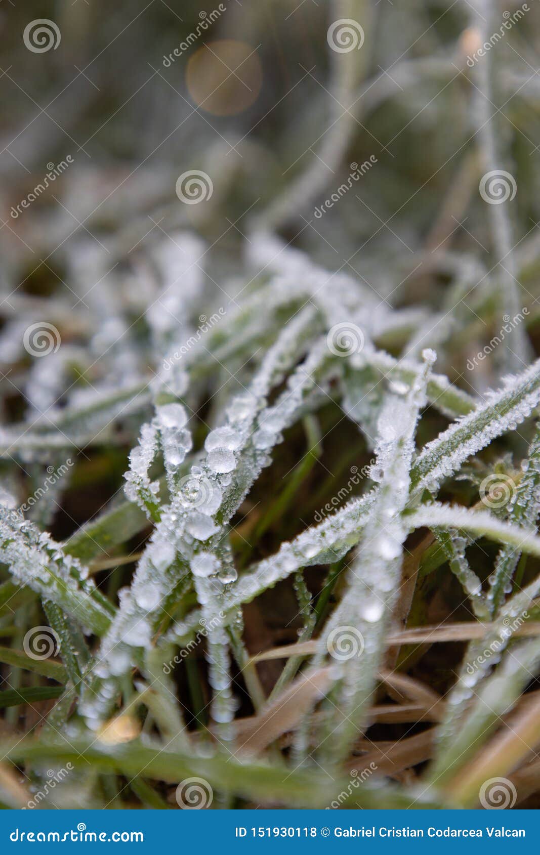 Frozen Morning Dew on Grass Leaves Stock Photo - Image of color, field ...