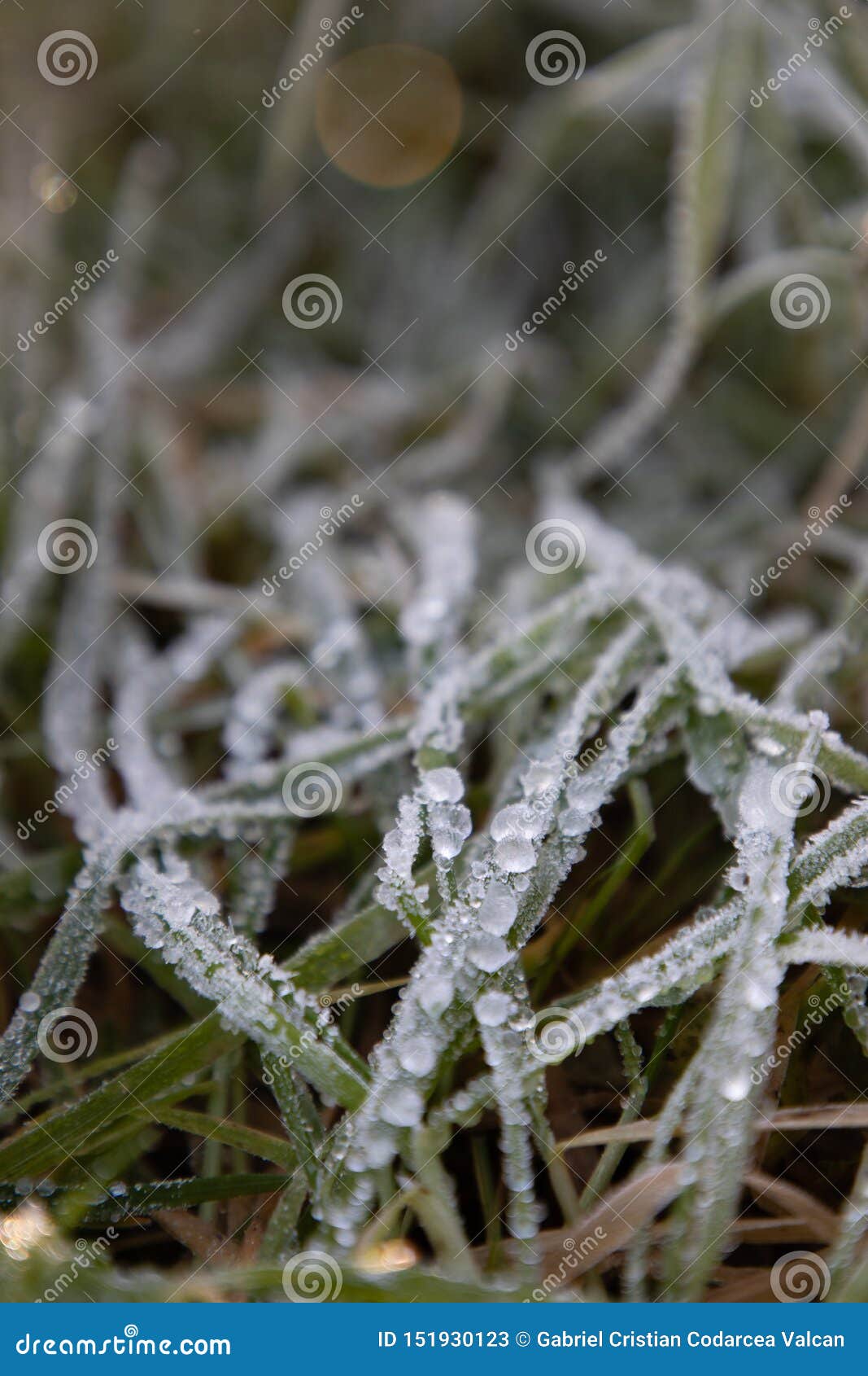 Frozen Morning Dew on Grass Leaves Stock Image - Image of forest ...
