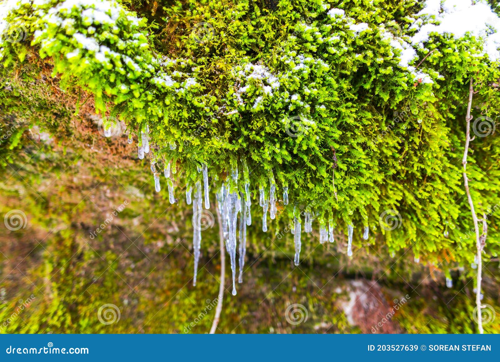 Frozen moss in the snow stock image. Image of leaves - 203527639