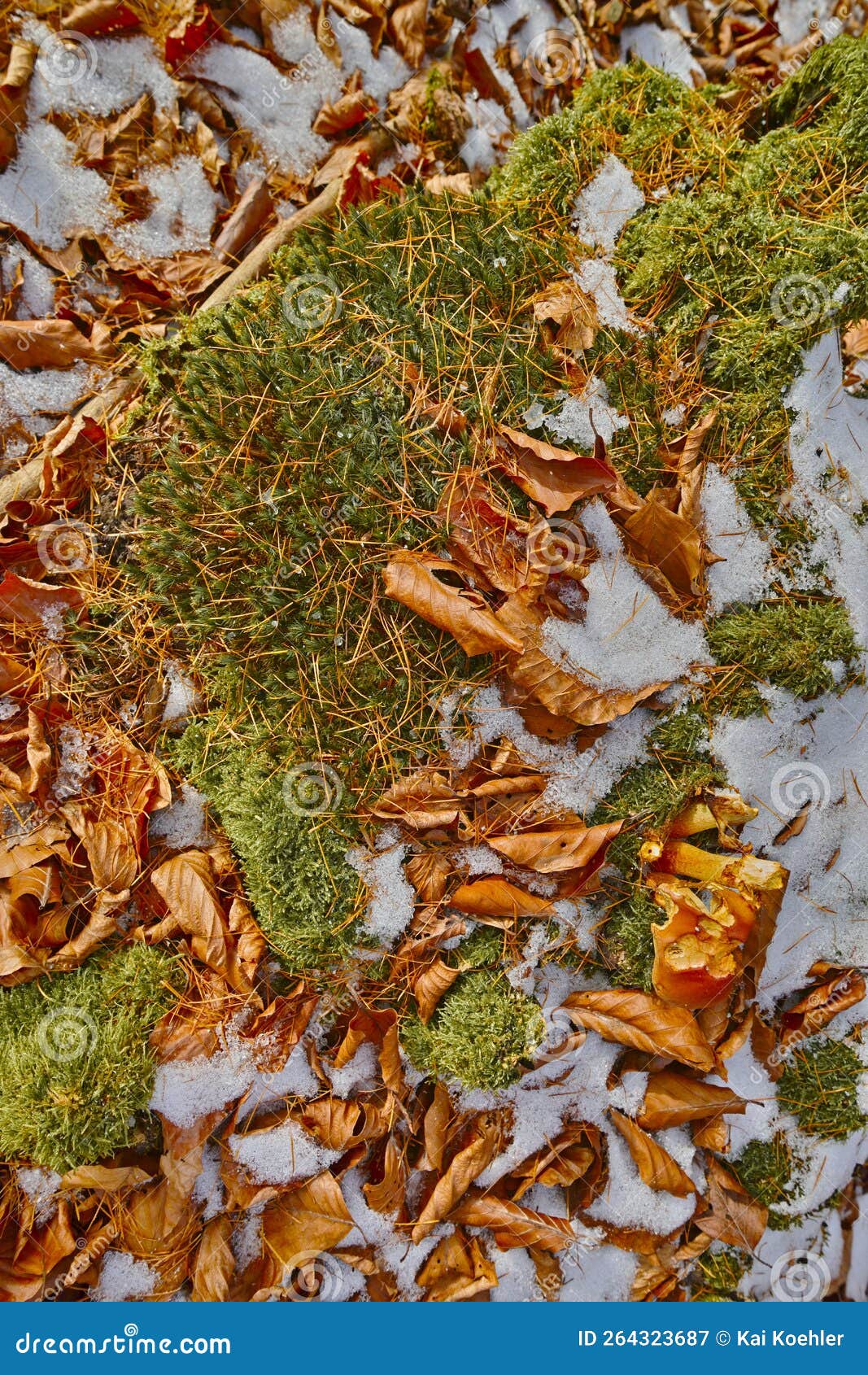 Frozen Moss and Leaves on a Field Stock Image - Image of leaf, winter ...