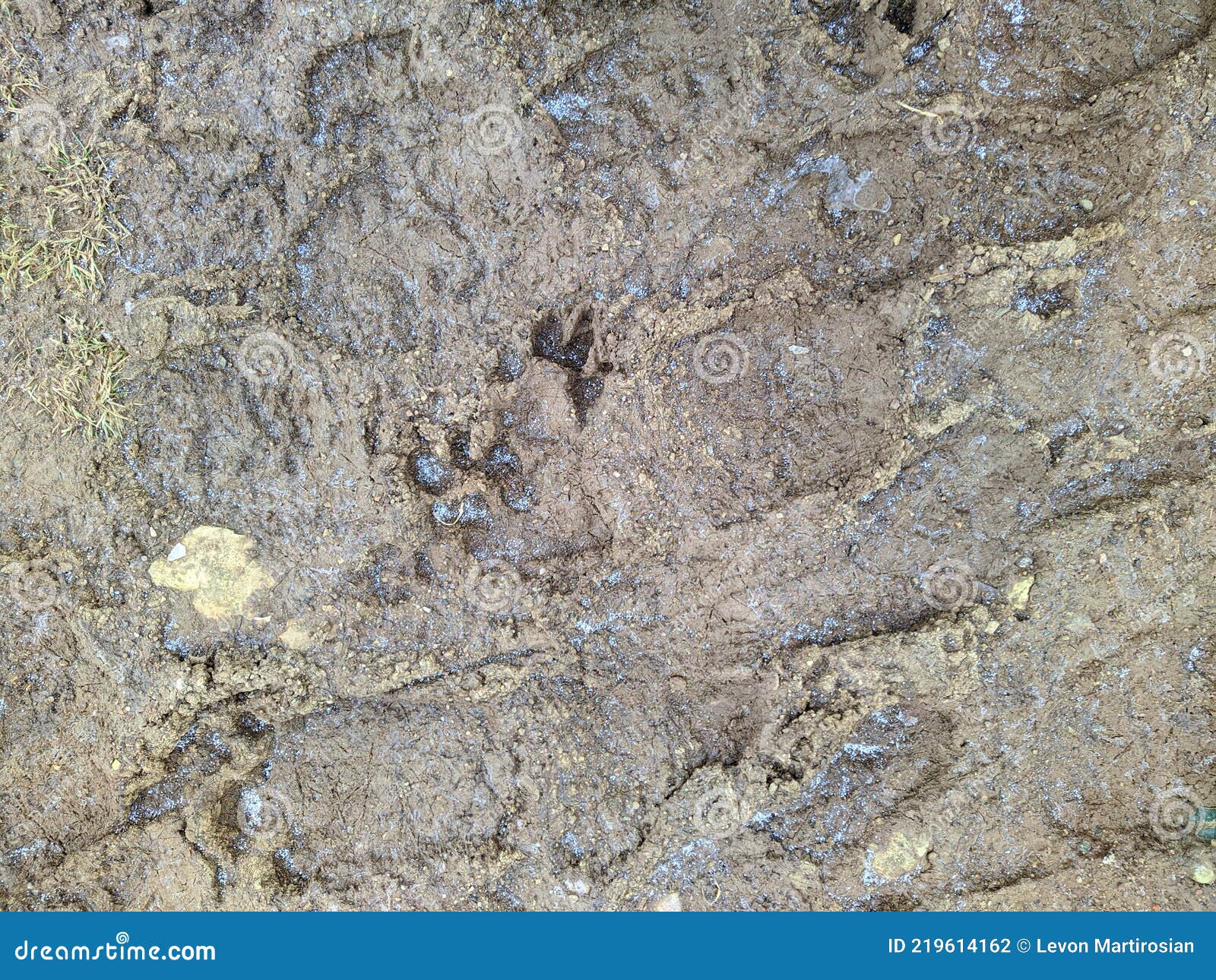 Frozen Mud with Footprints in the Daytime Stock Photo - Image of cold ...