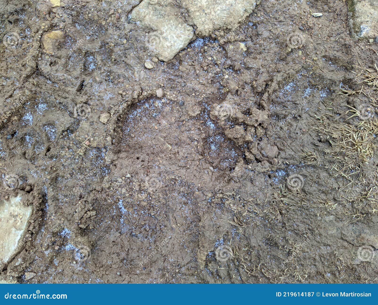 Frozen Mud with Footprints in the Daytime Stock Image - Image of nature ...