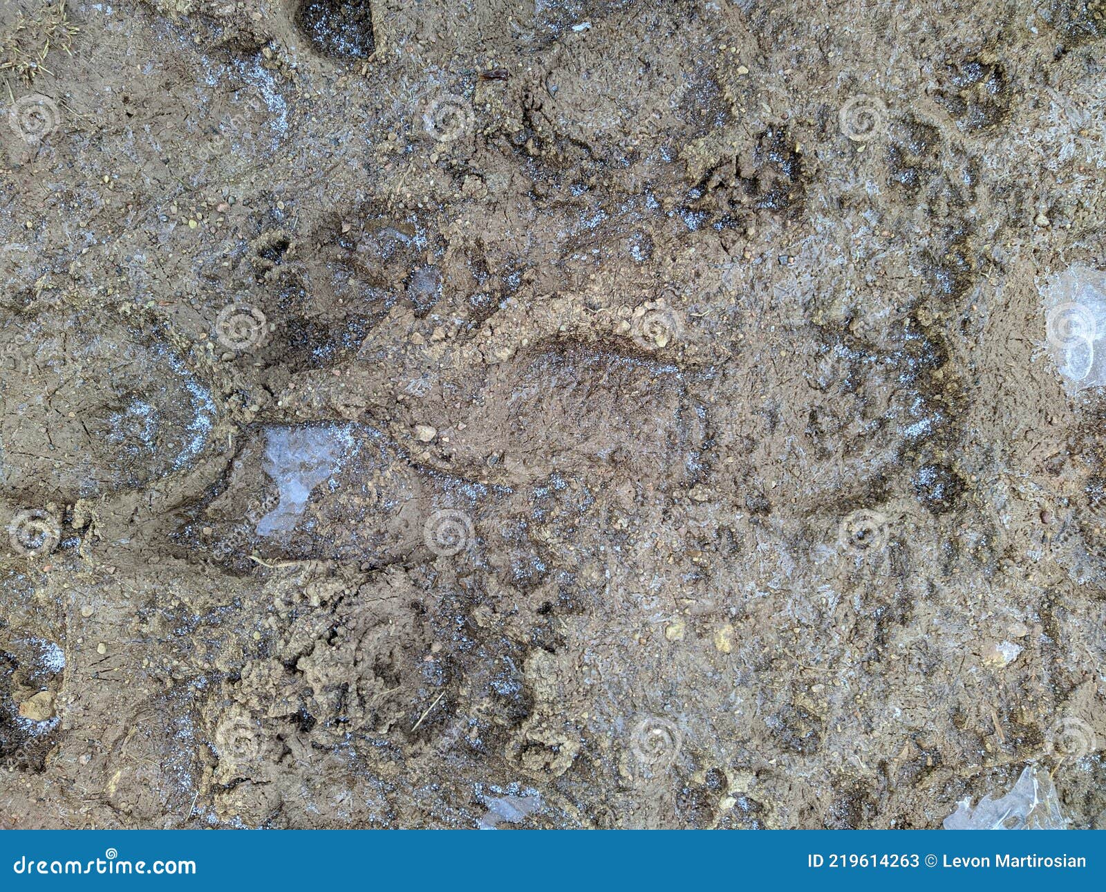 Frozen Mud with Footprints in the Daytime Stock Image - Image of ...