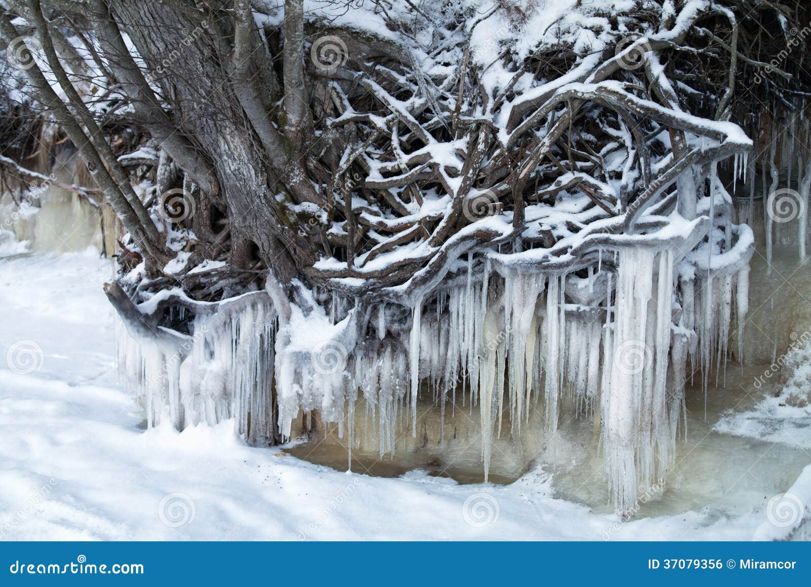 Frozen Nature stock photo. Image of frozen, estonia, cold - 37079356