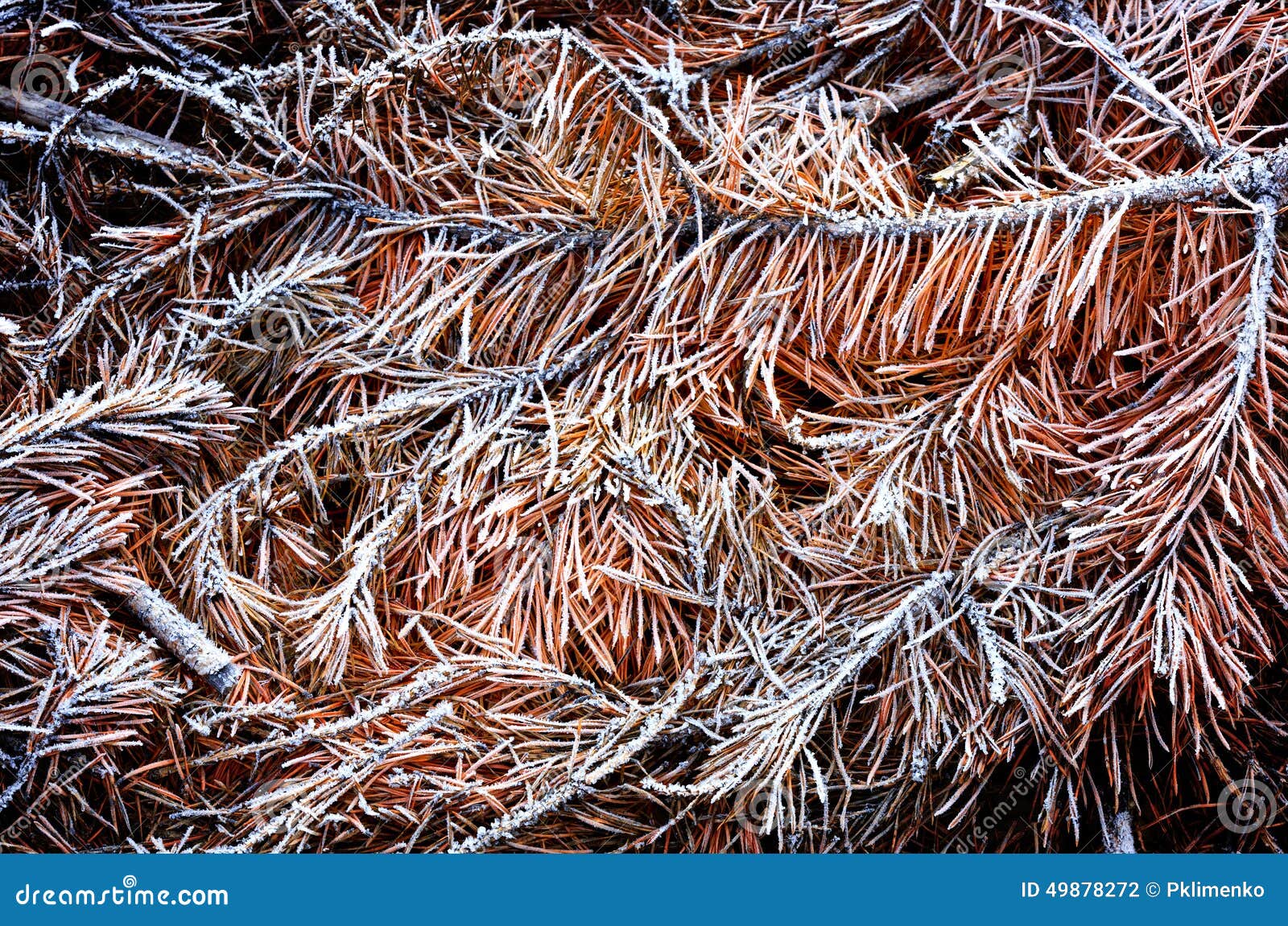 Frozen needles stock photo. Image of needles, cold, plant - 49878272