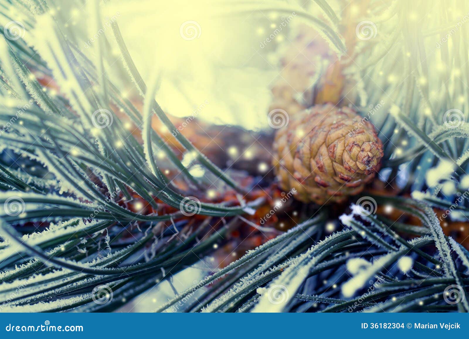 Frozen Needles, Detail, Texture Stock Photography | CartoonDealer.com ...