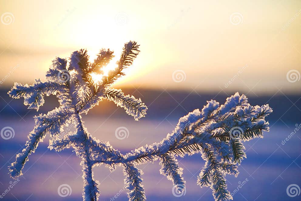 Frozen needles stock photo. Image of light, sunny, moody - 30799388