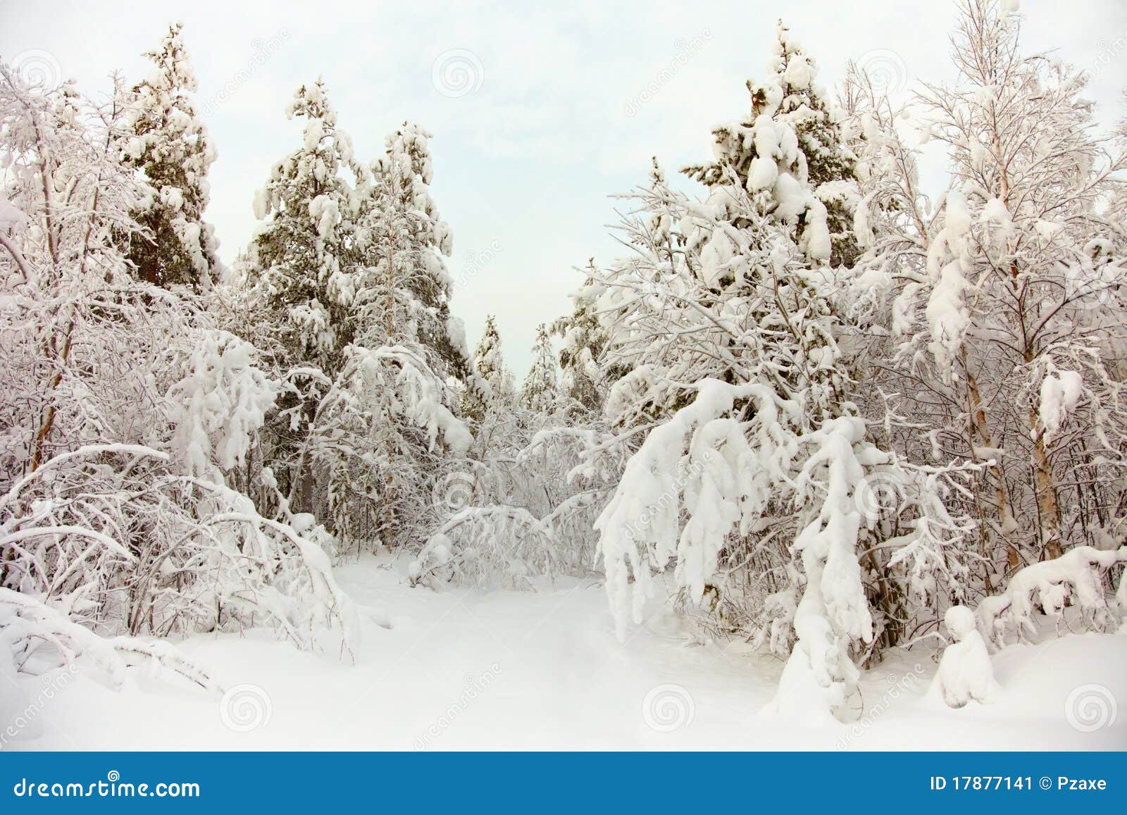 Frozen north woods in snow stock image. Image of crystal - 17877141
