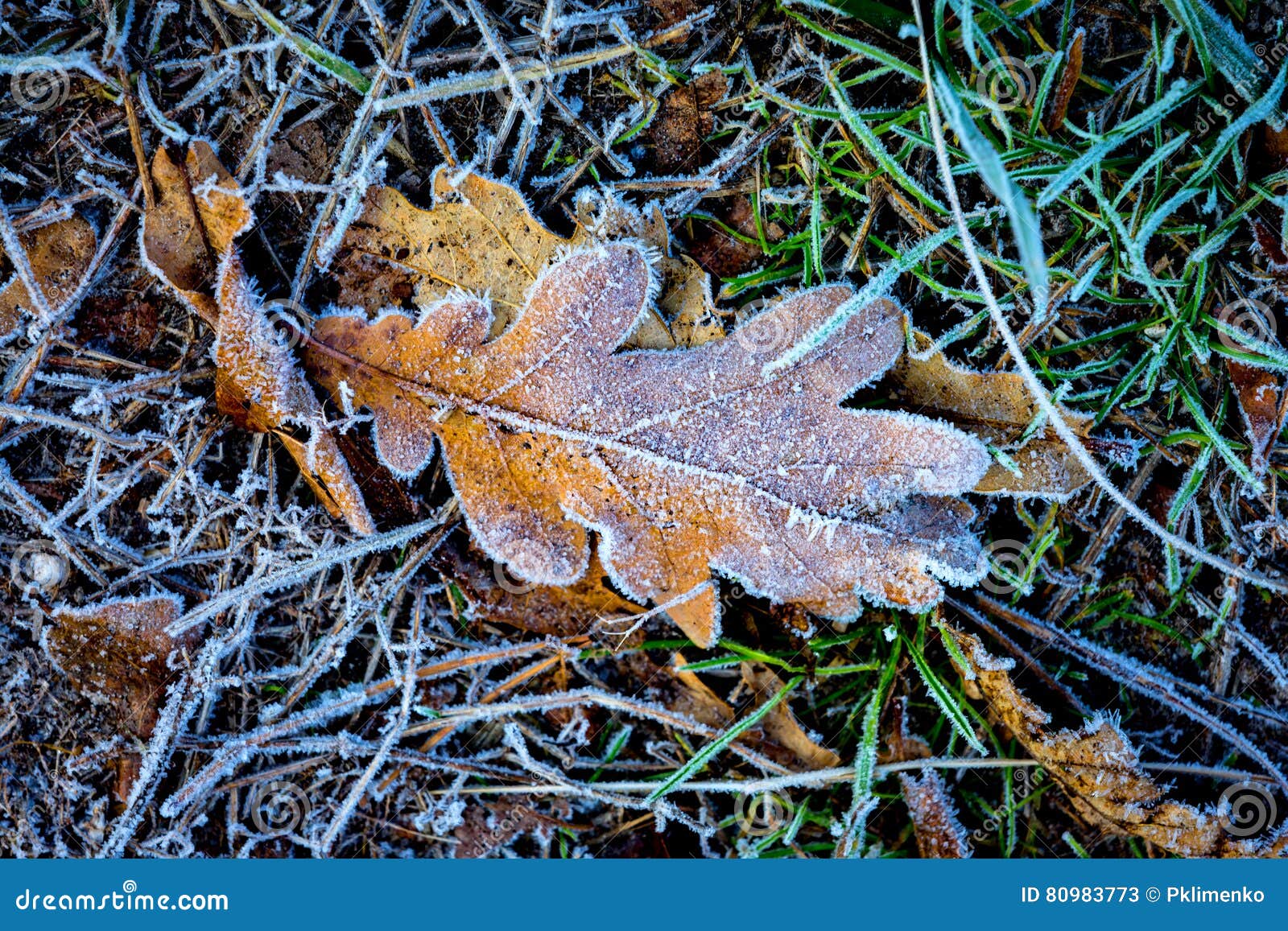 Frozen oak leaf on grass stock image. Image of plant - 80983773