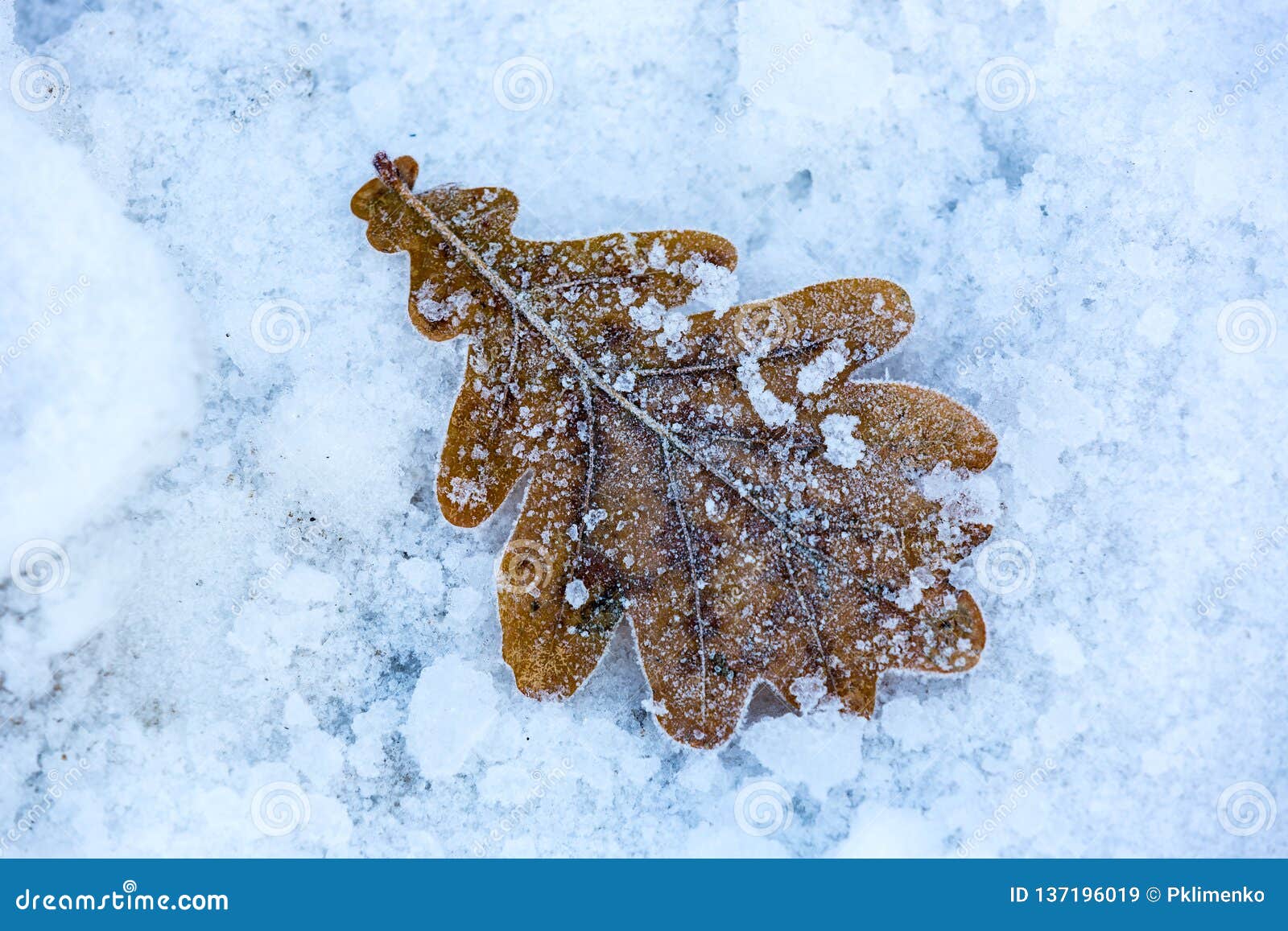 Frozen oak leaf in snow stock image. Image of autumn - 137196019