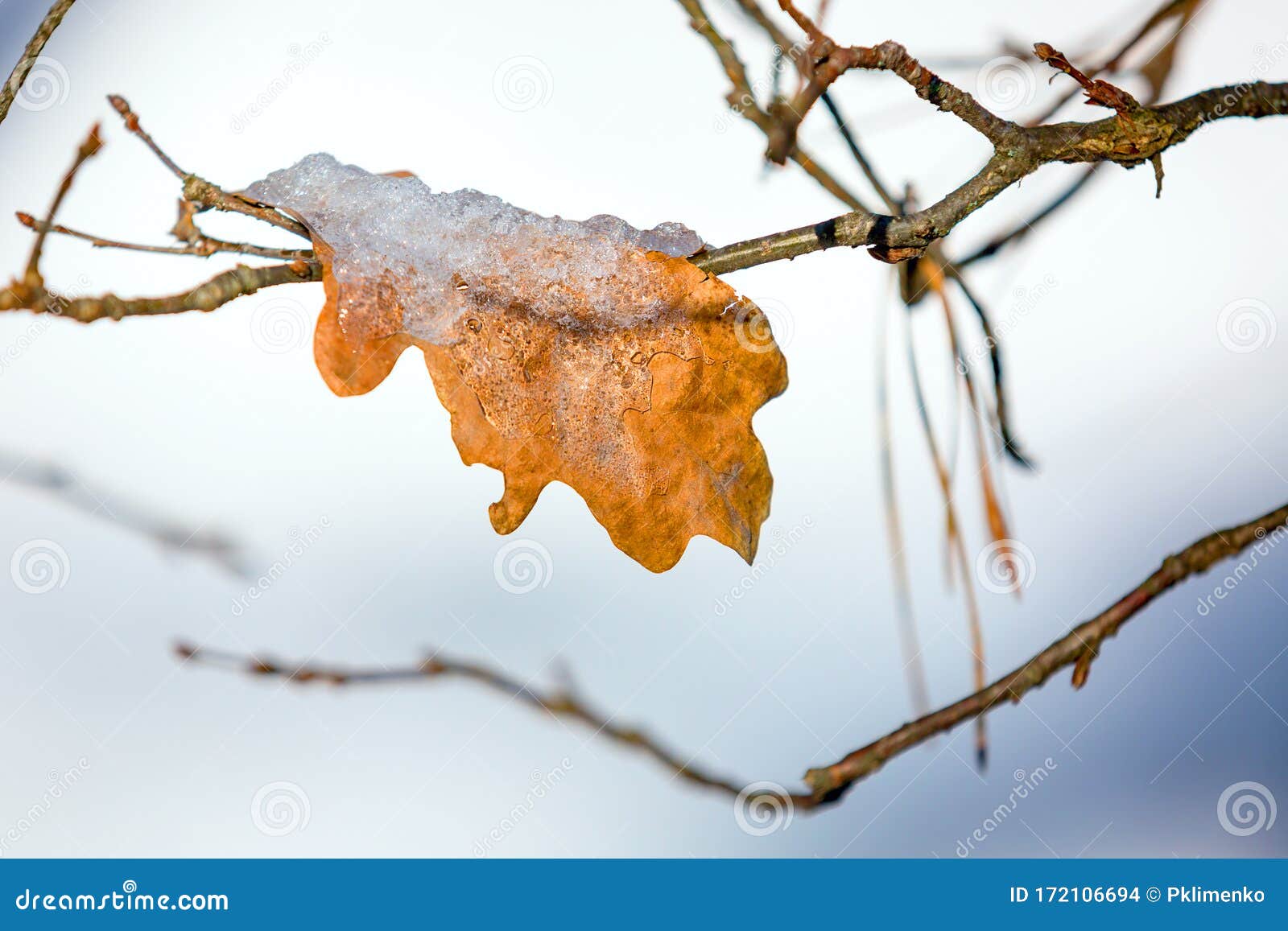 Frozen Oak Leaf on Tree Twig Stock Photo - Image of outdoor, natural ...