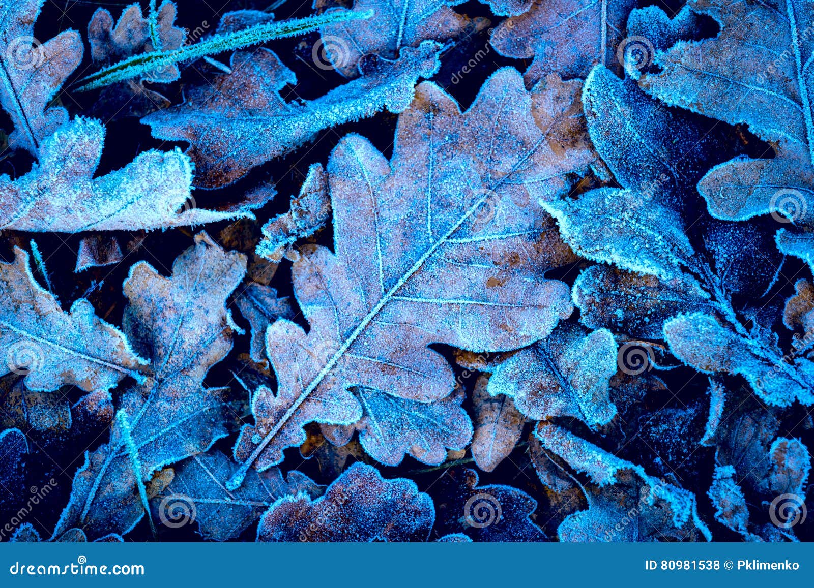 Frozen oak leafage stock photo. Image of weather, frost - 80981538