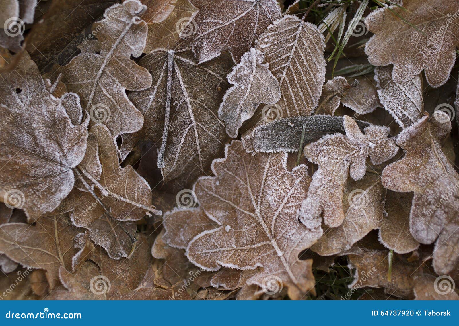 Frozen oak leafs stock photo. Image of forest, foliage - 64737920