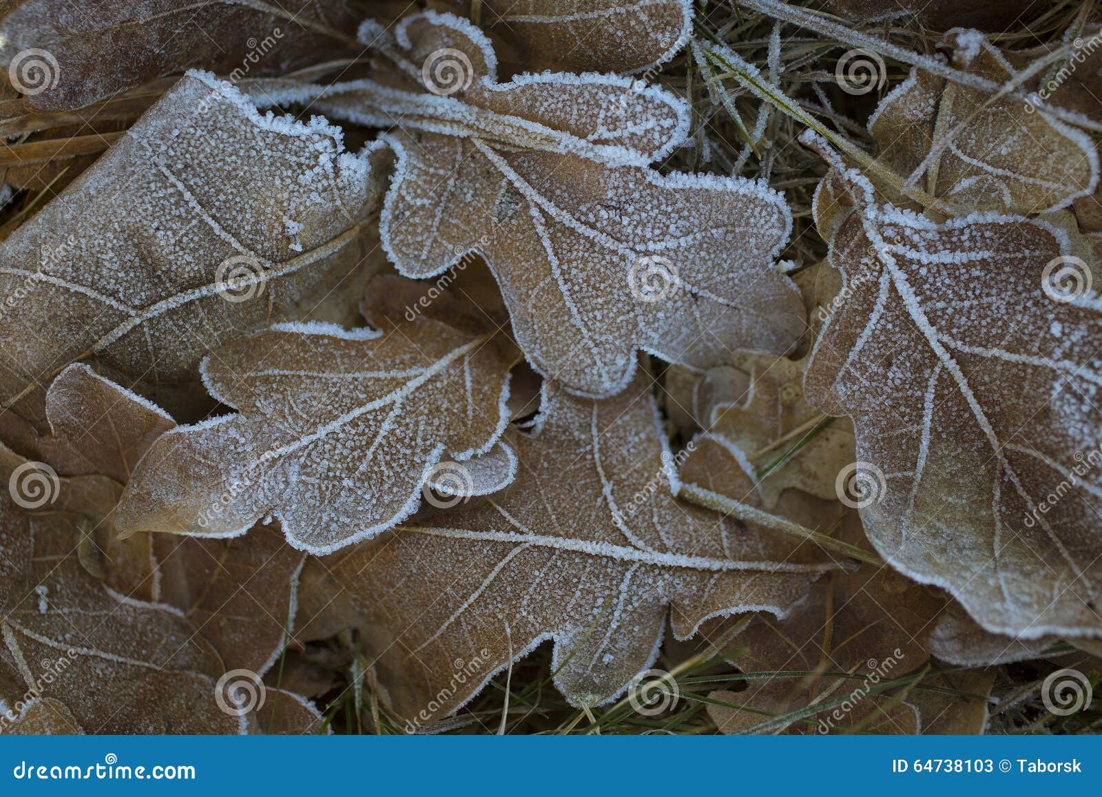 Frozen oak leafs stock image. Image of winter, crystal - 64738103