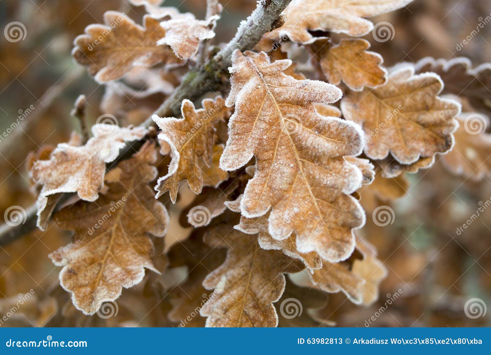Frozen oak leaves. stock image. Image of texture, design - 63982813