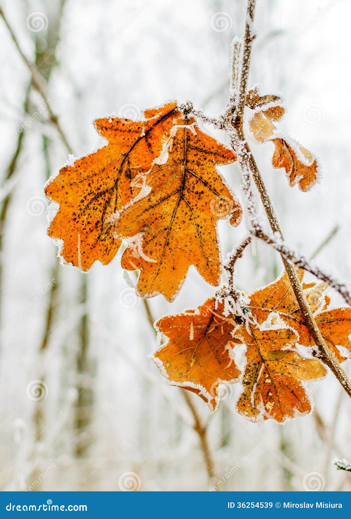 Frozen oak leaves stock image. Image of objects, outdoors - 36254539
