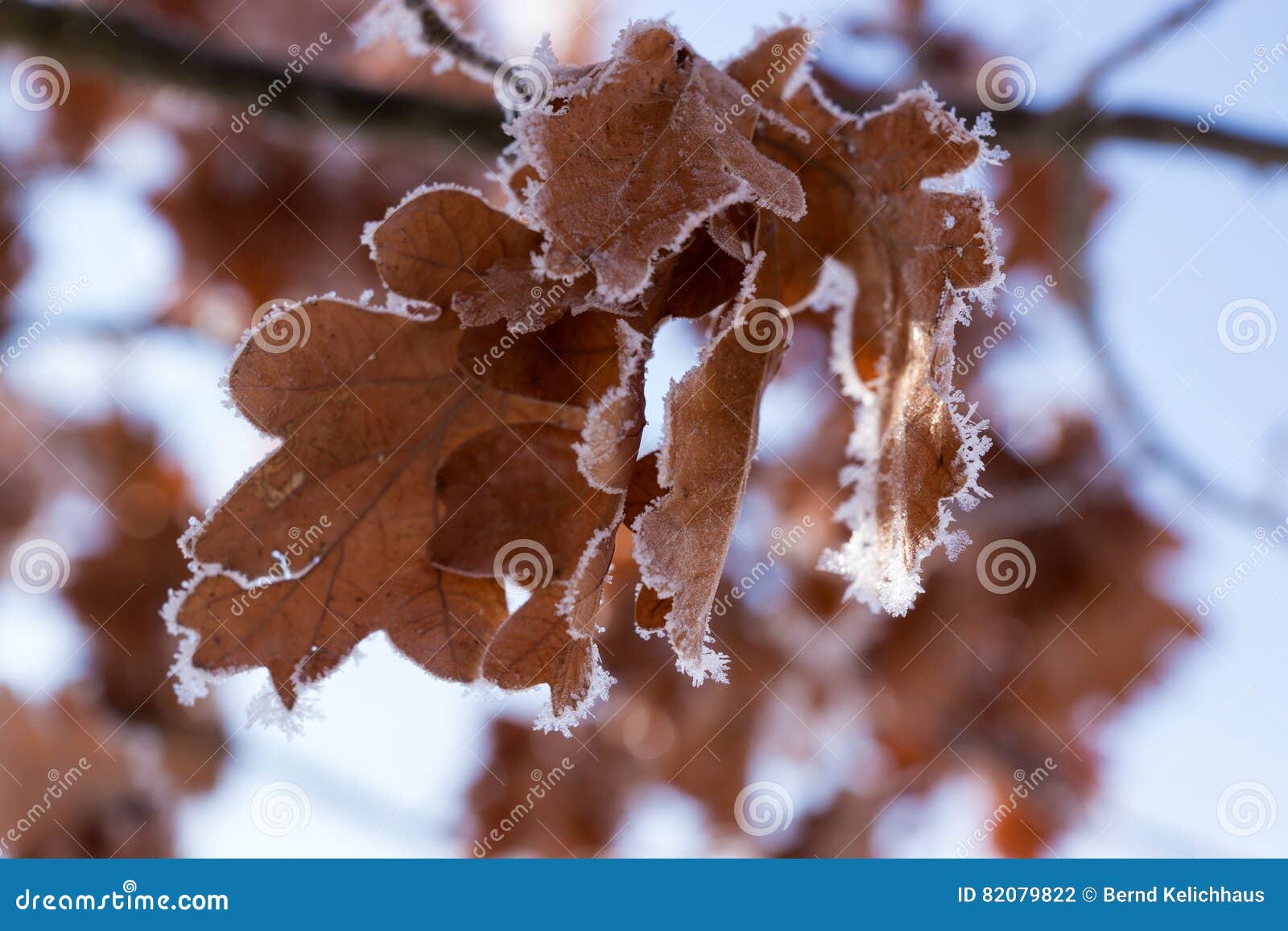 Frozen Oak Leaves at Winter Forest Stock Photo - Image of crystal, dead ...