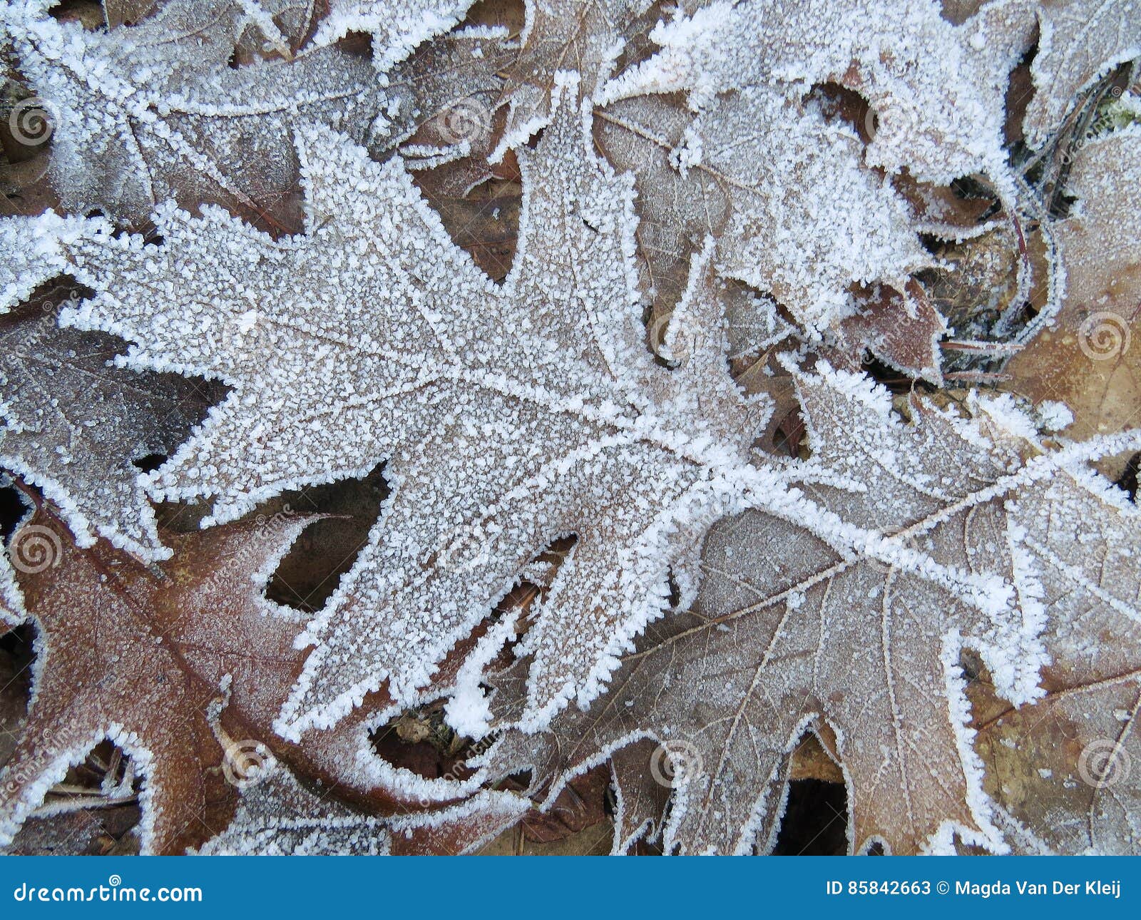 Frozen oak tree leaf stock image. Image of contrast, standing - 85842663